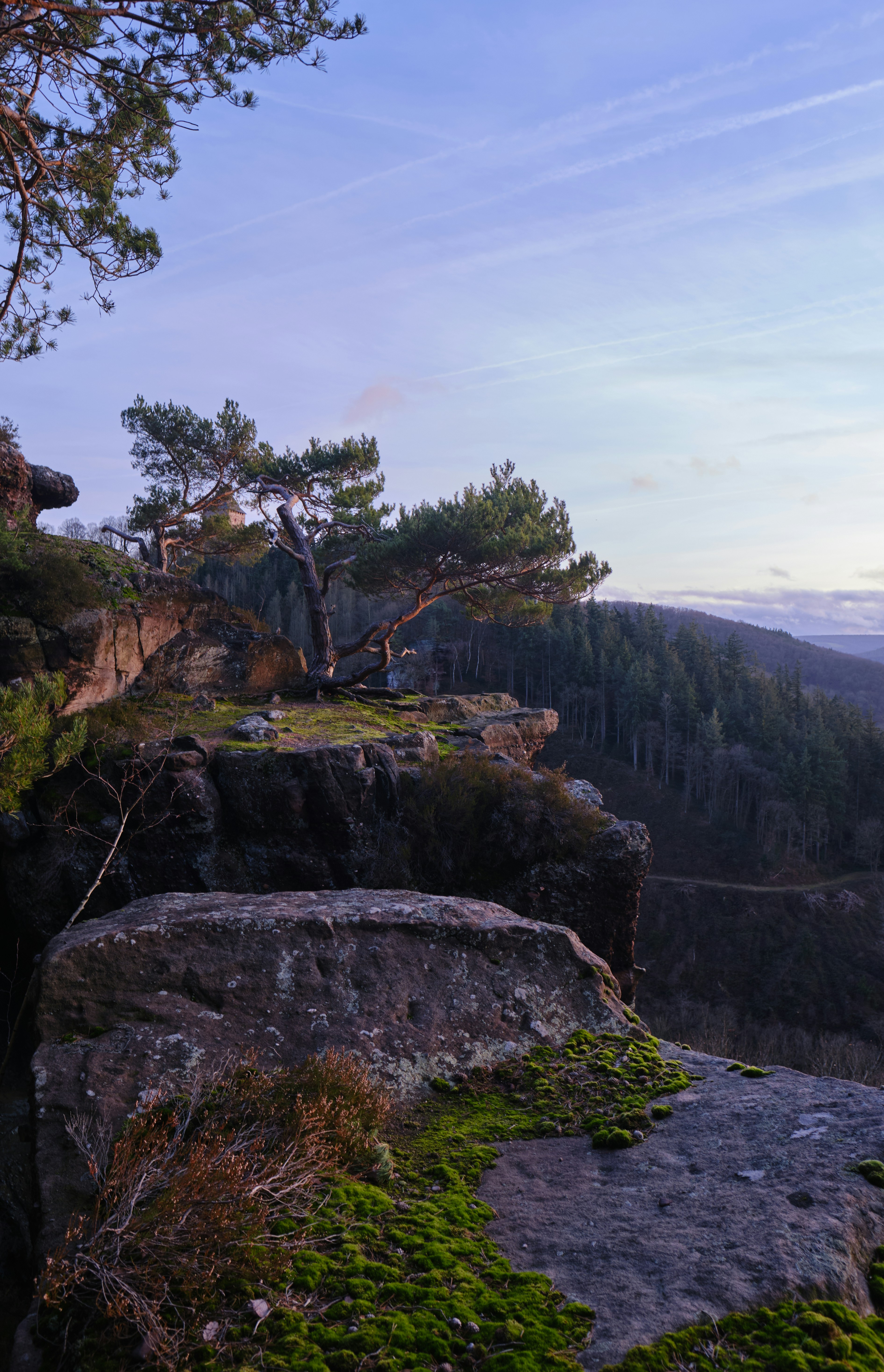 On the Edge: A Windswept Tree Commands the Cliff