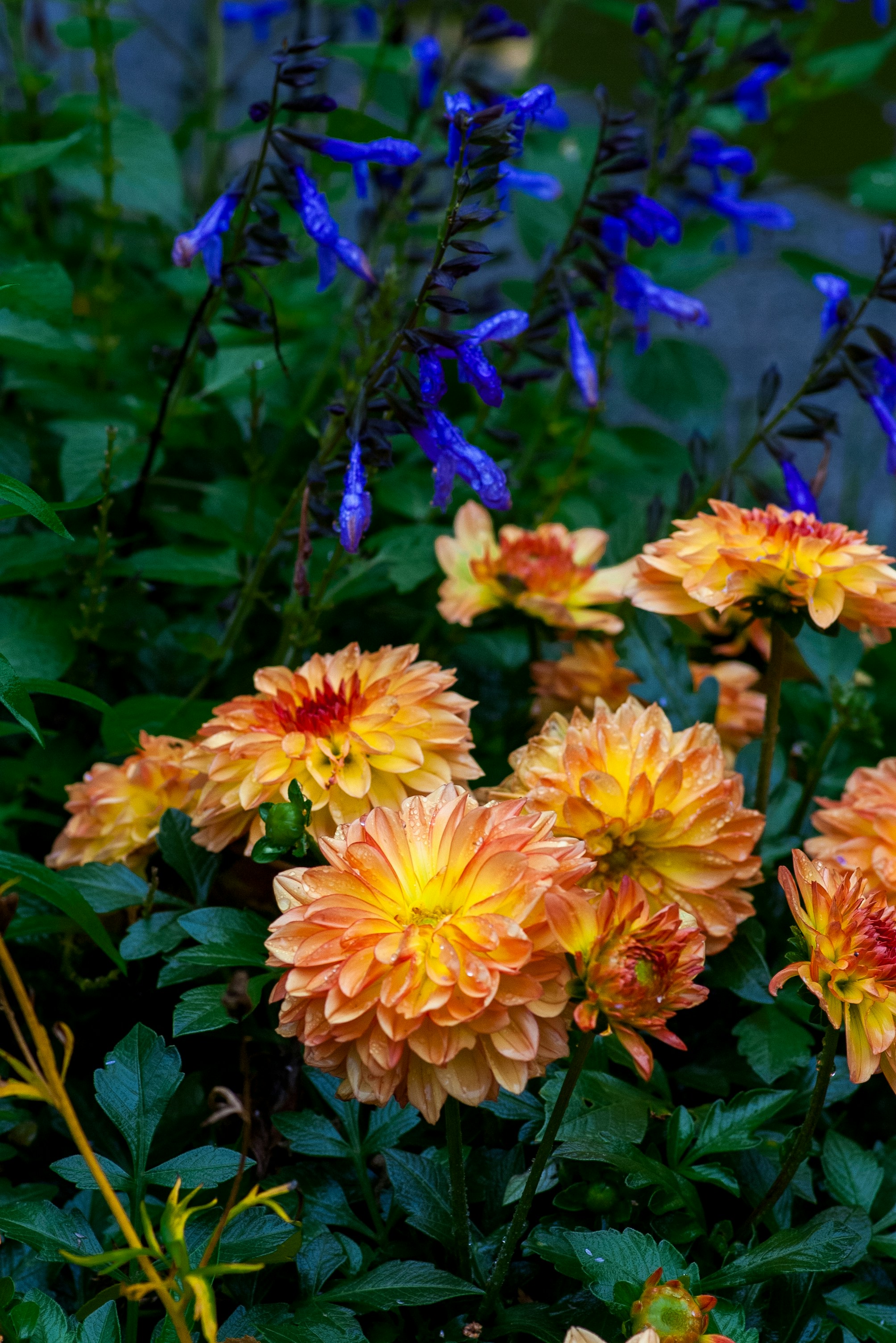Sunlit Peony Crown Among Indigo Spikes