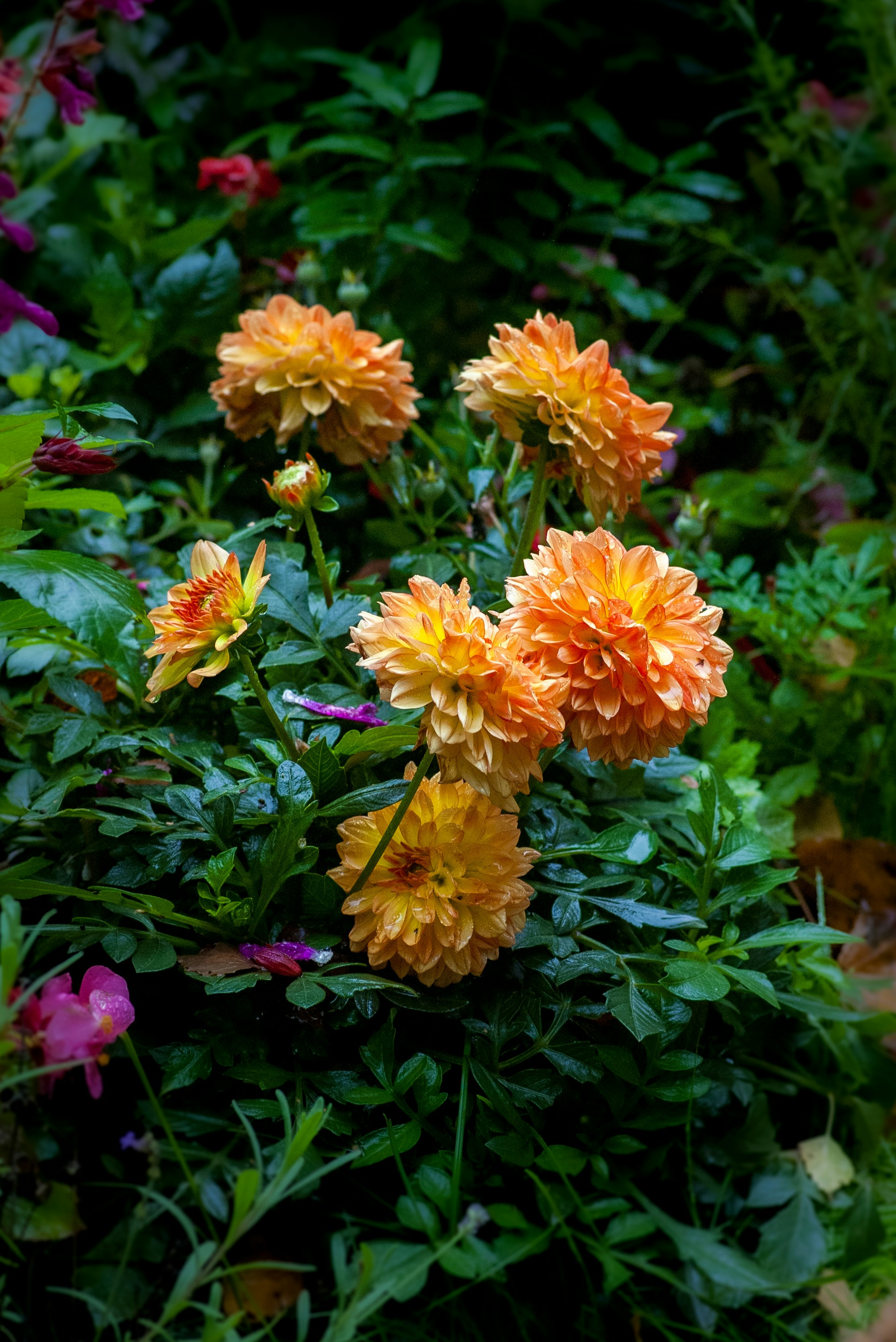 Vibrant orange and yellow dahlias nestled among lush green foliage, showcasing the beauty of fall blooms.