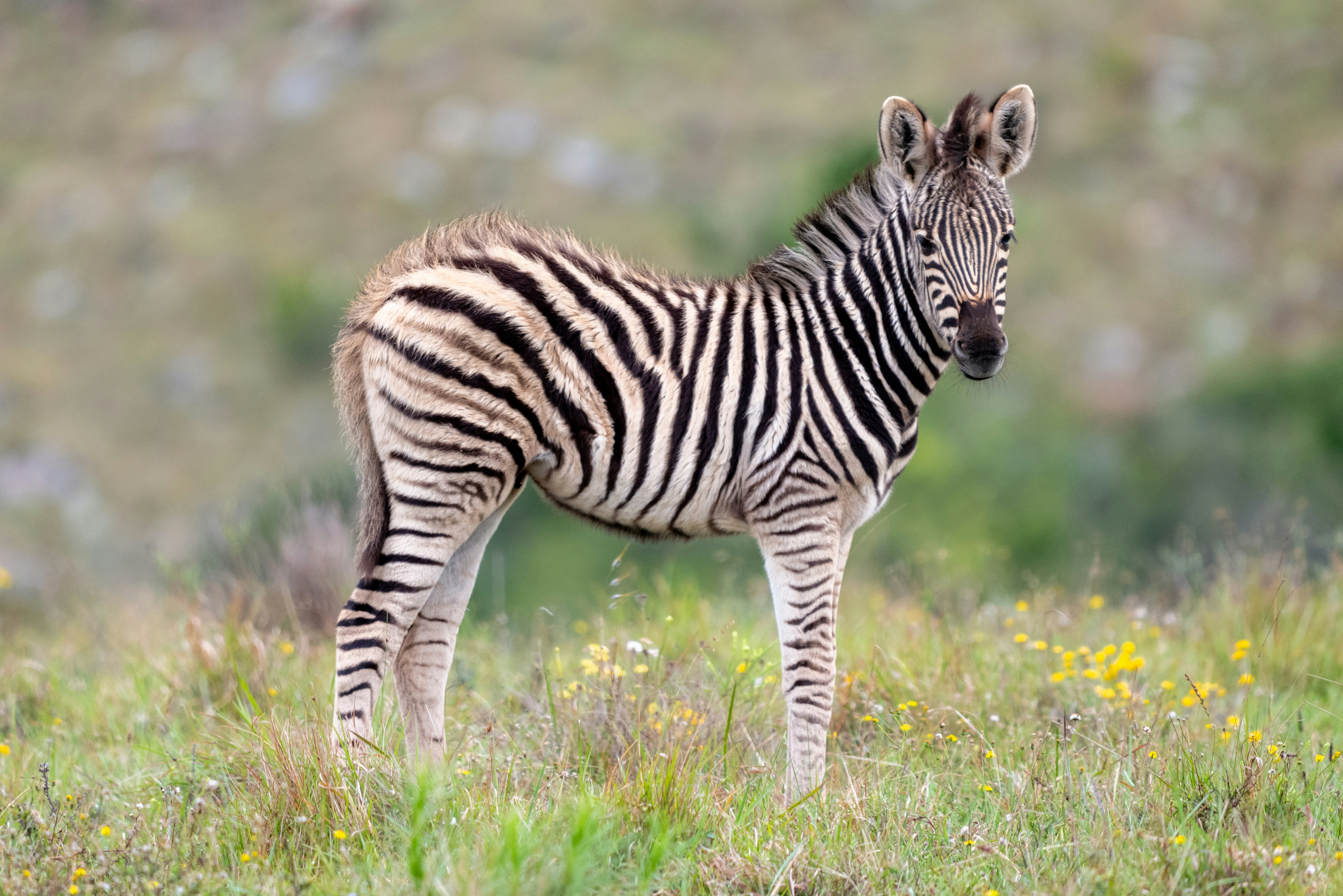 Stripes in the Meadow: Zebra Posed Amid Spring Wildflowers