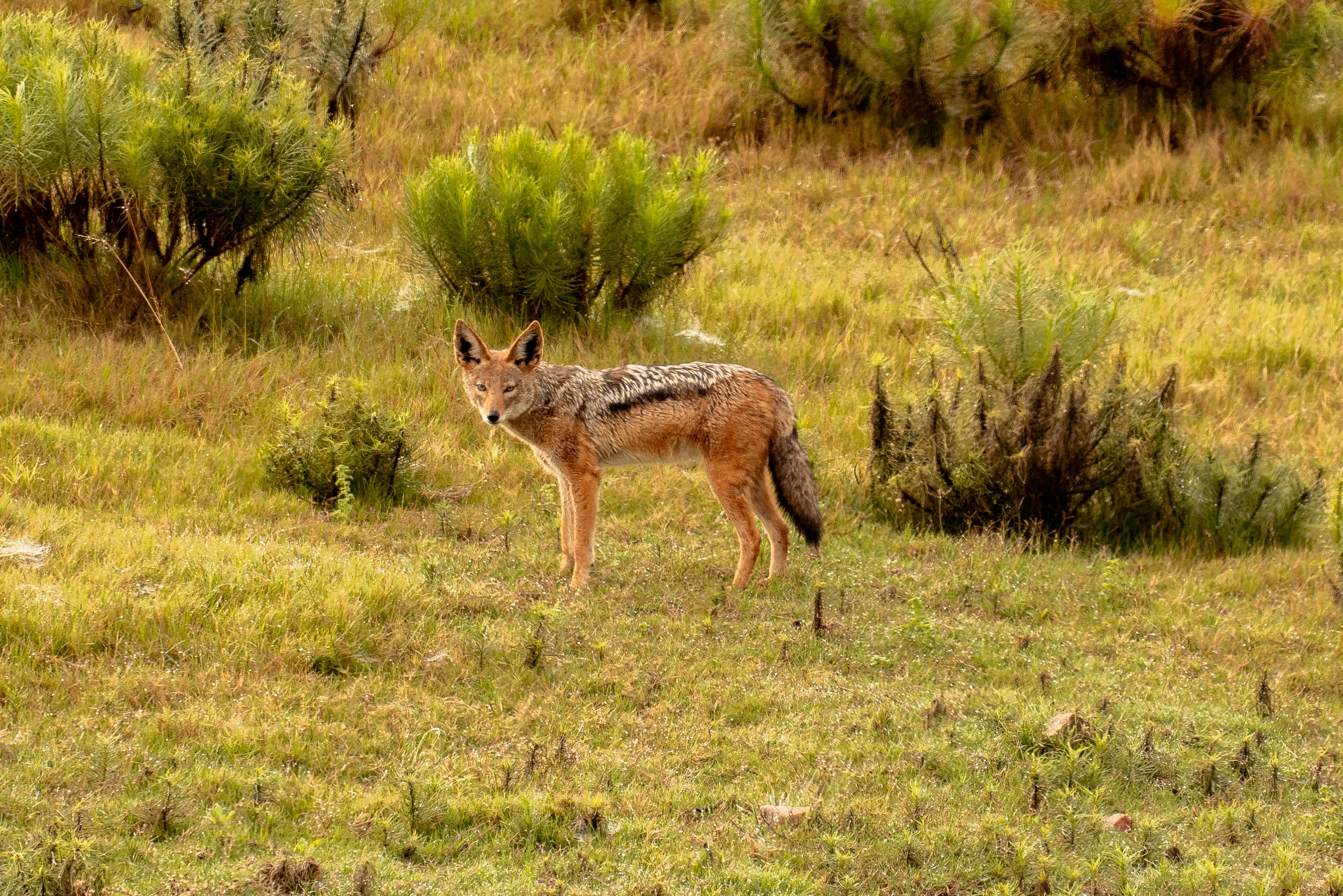 A photograph of a coyote standing in a sunlit grassy field with scattered shrubs, framed to emphasize the animal's alert stance.
