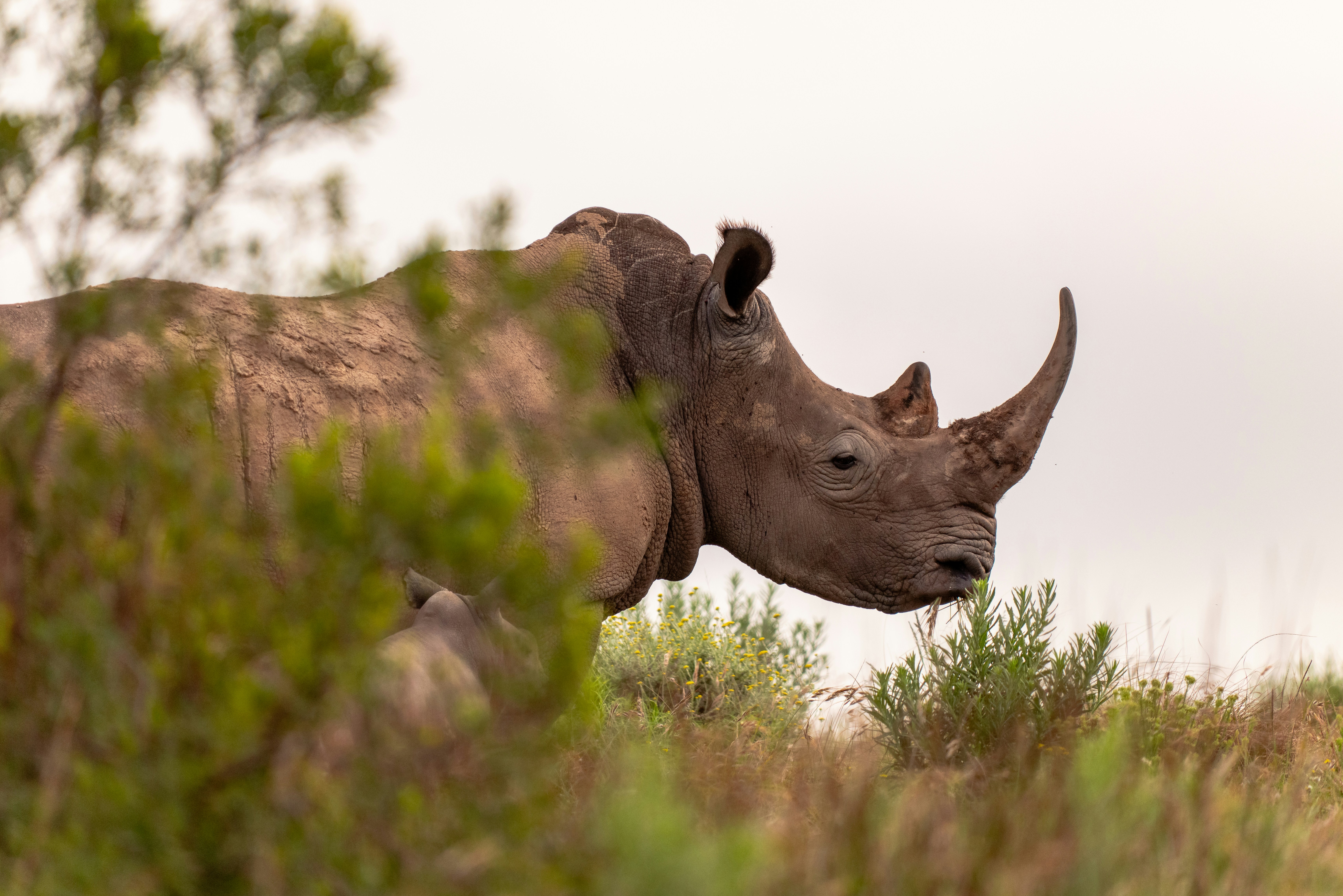 A rhino standing in a field with trees in the background photo – Free ...