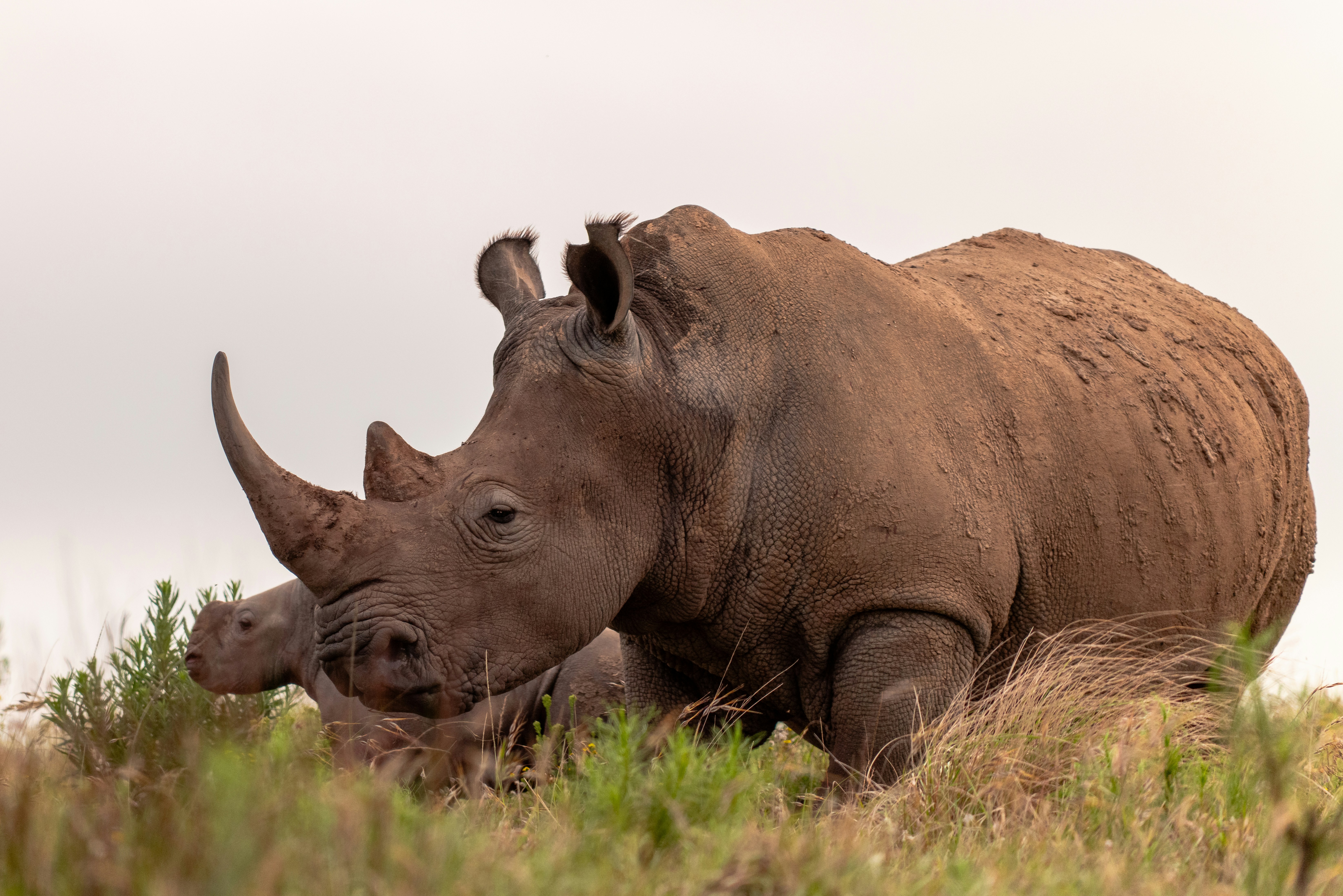 A pair of white rhinos resting in tall grass under a cloudy sky, showcasing their unique features and textures.