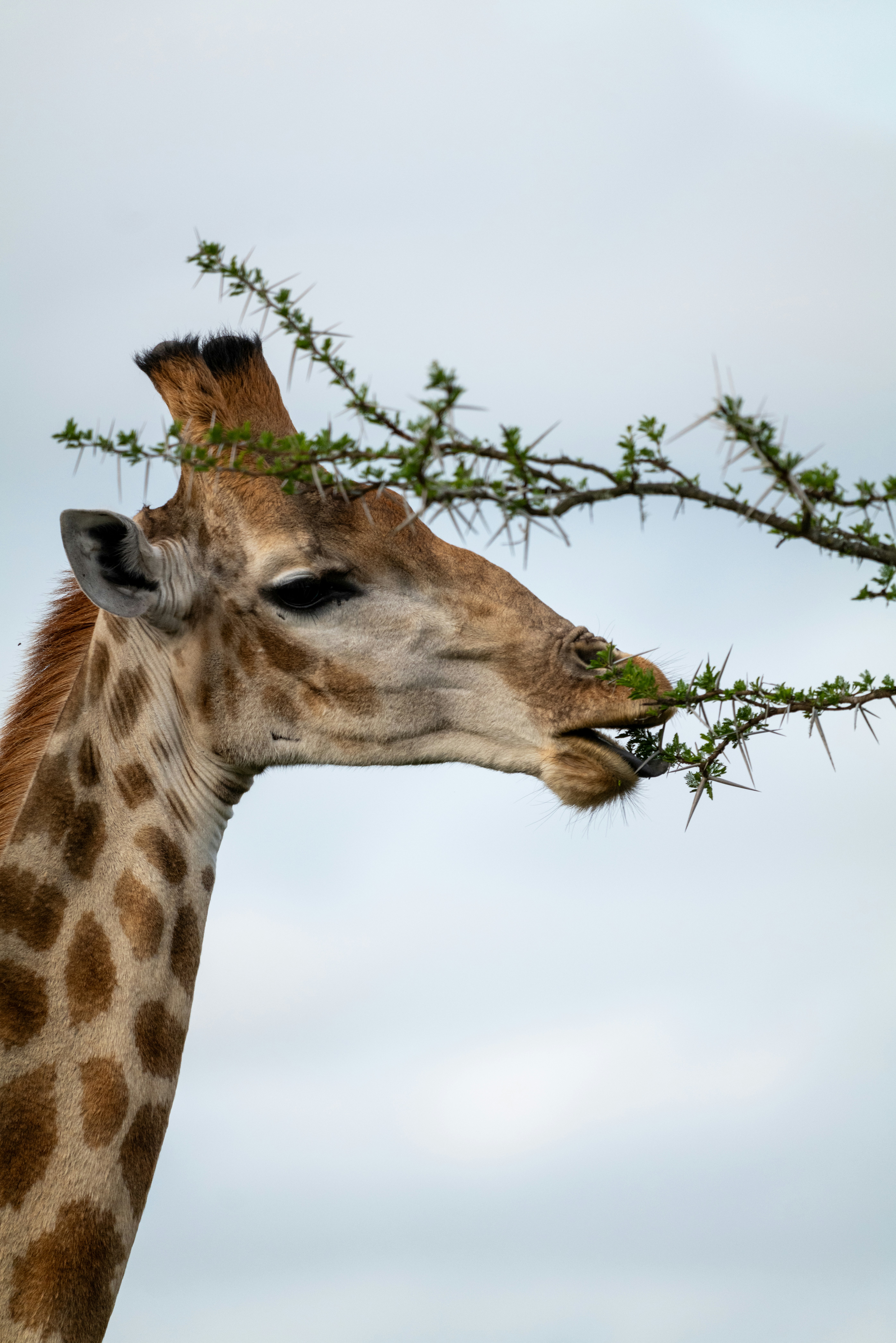 Thorny Snack in Profile: A Giraffe Nibbles Against a Pale Sky