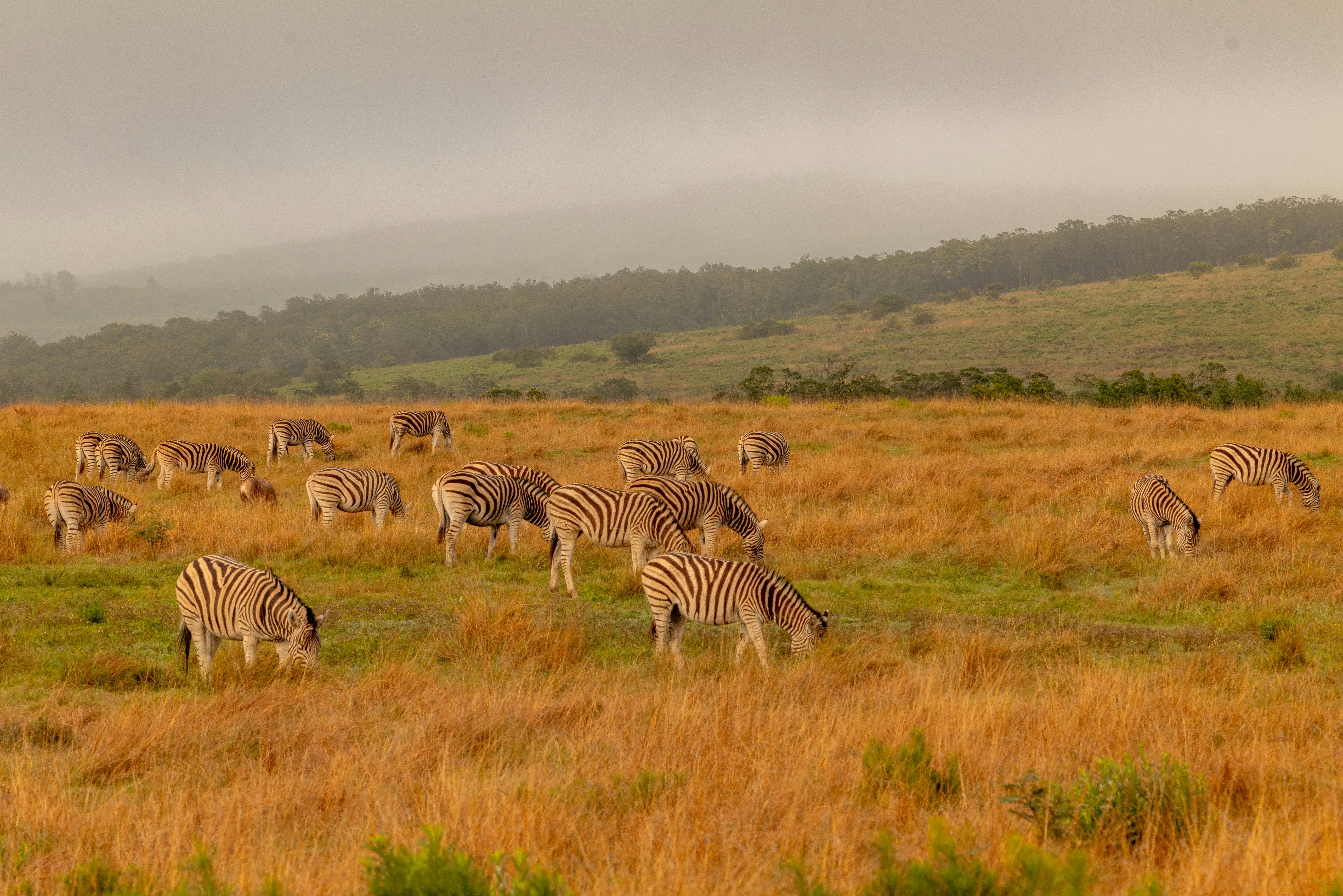 Amber Savannah Zebra Herd at Dusk