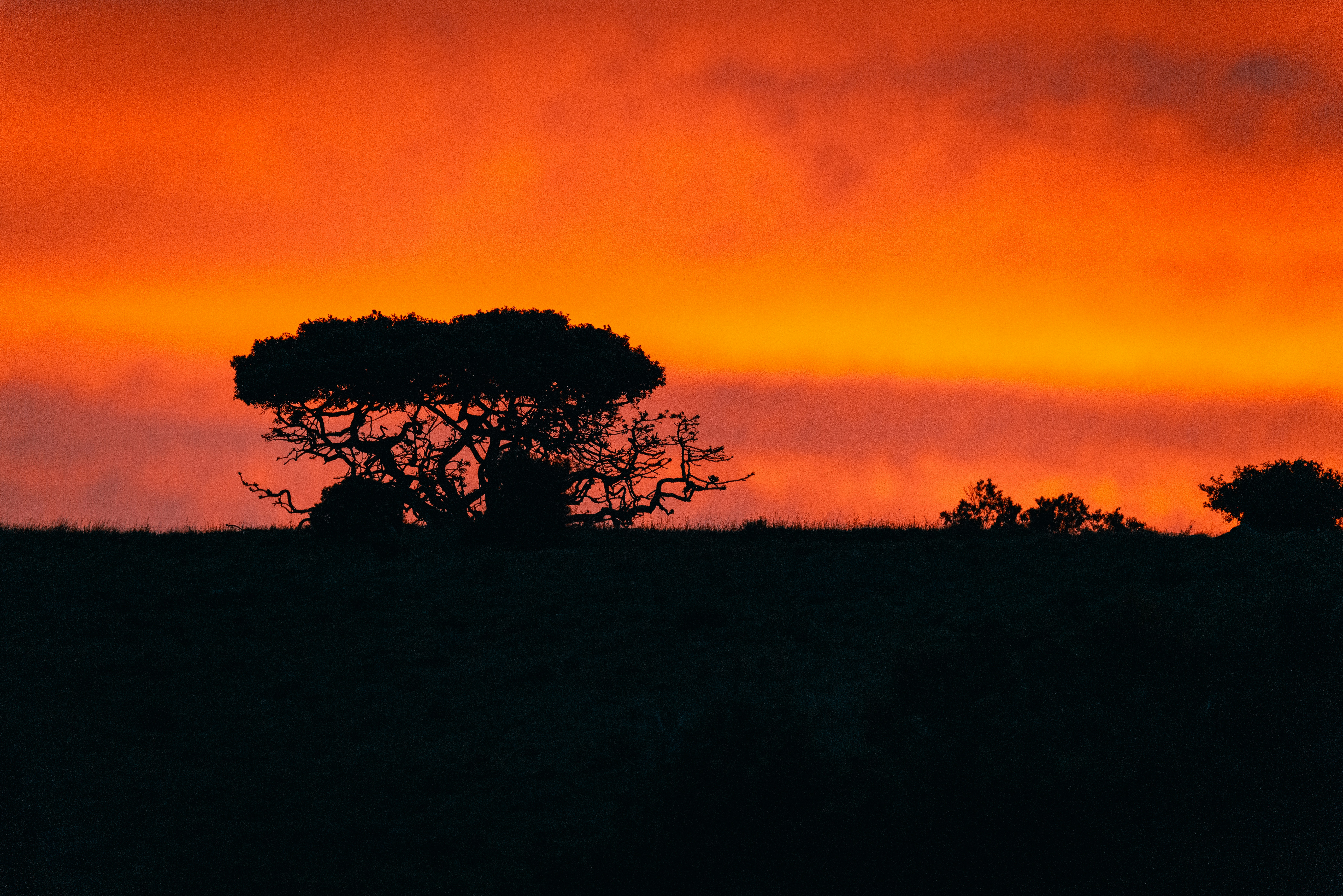 A lone tree silhouetted against an orange sky photo – Free Orange Image ...