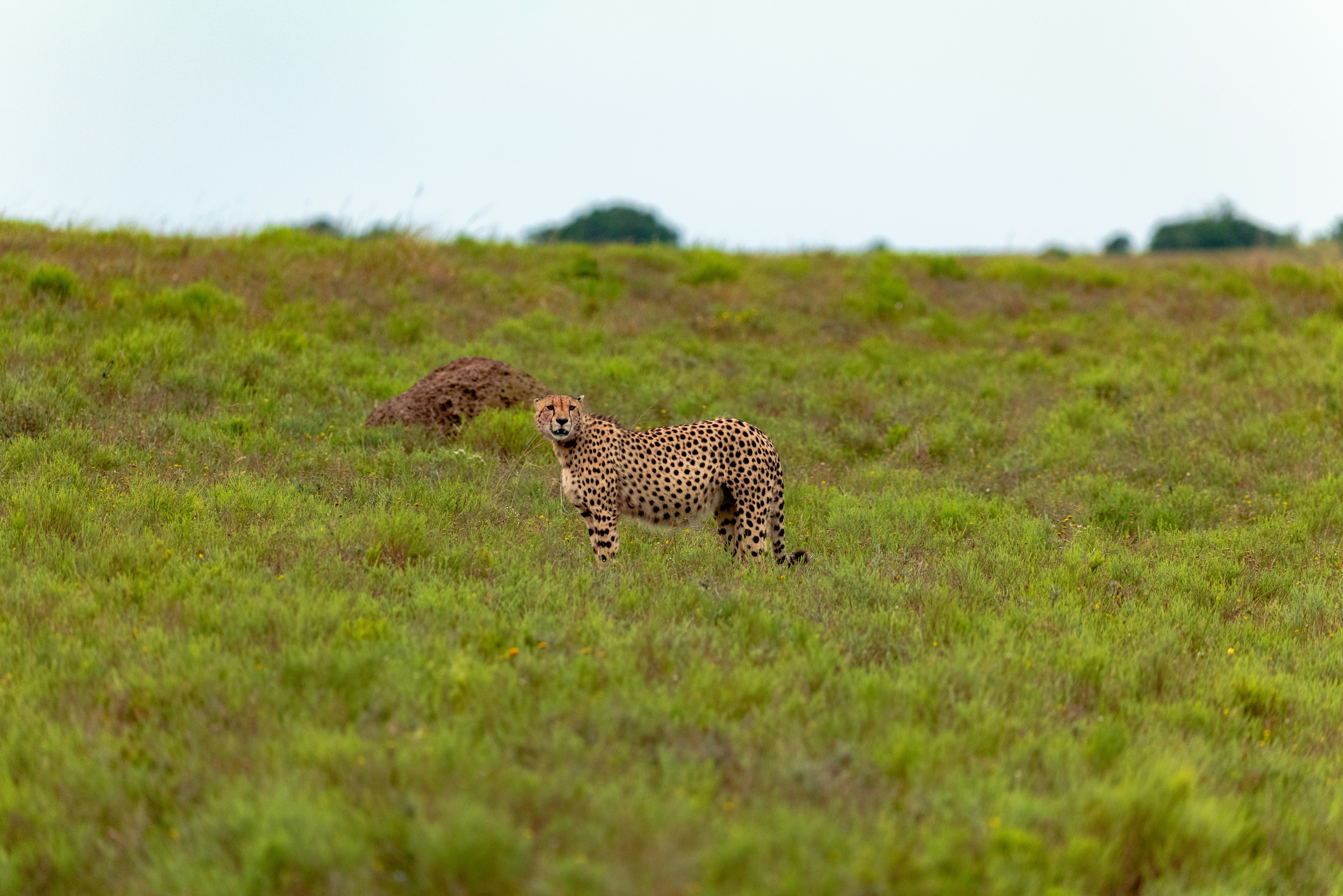 Vigil in the Grass: A Cheetah Pauses on the Serengeti Plain