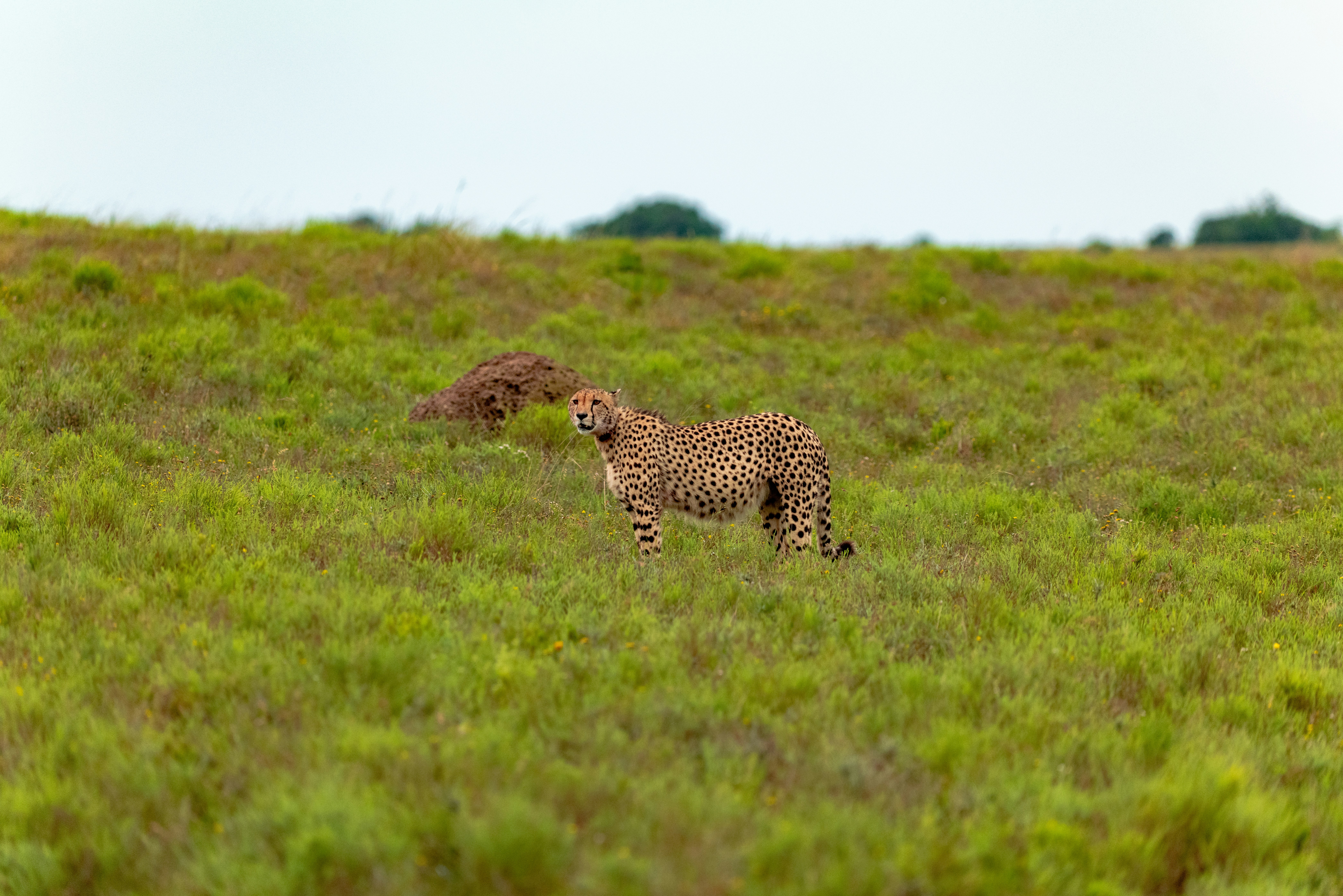 Cheetah on a Gentle Rise: Quiet Vigil on the Savannah