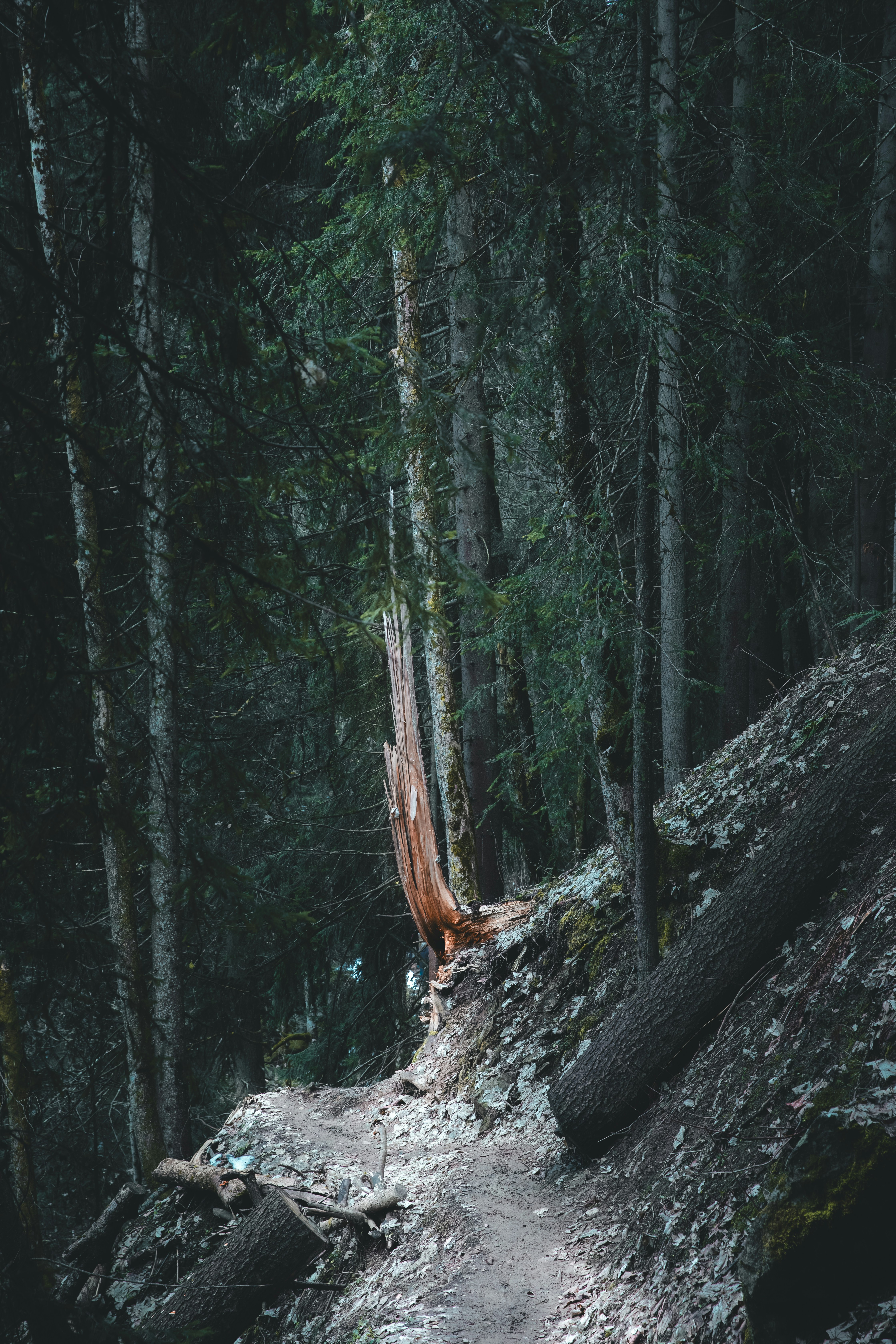 Heartwood at the Edge of a Mossy Forest Trail