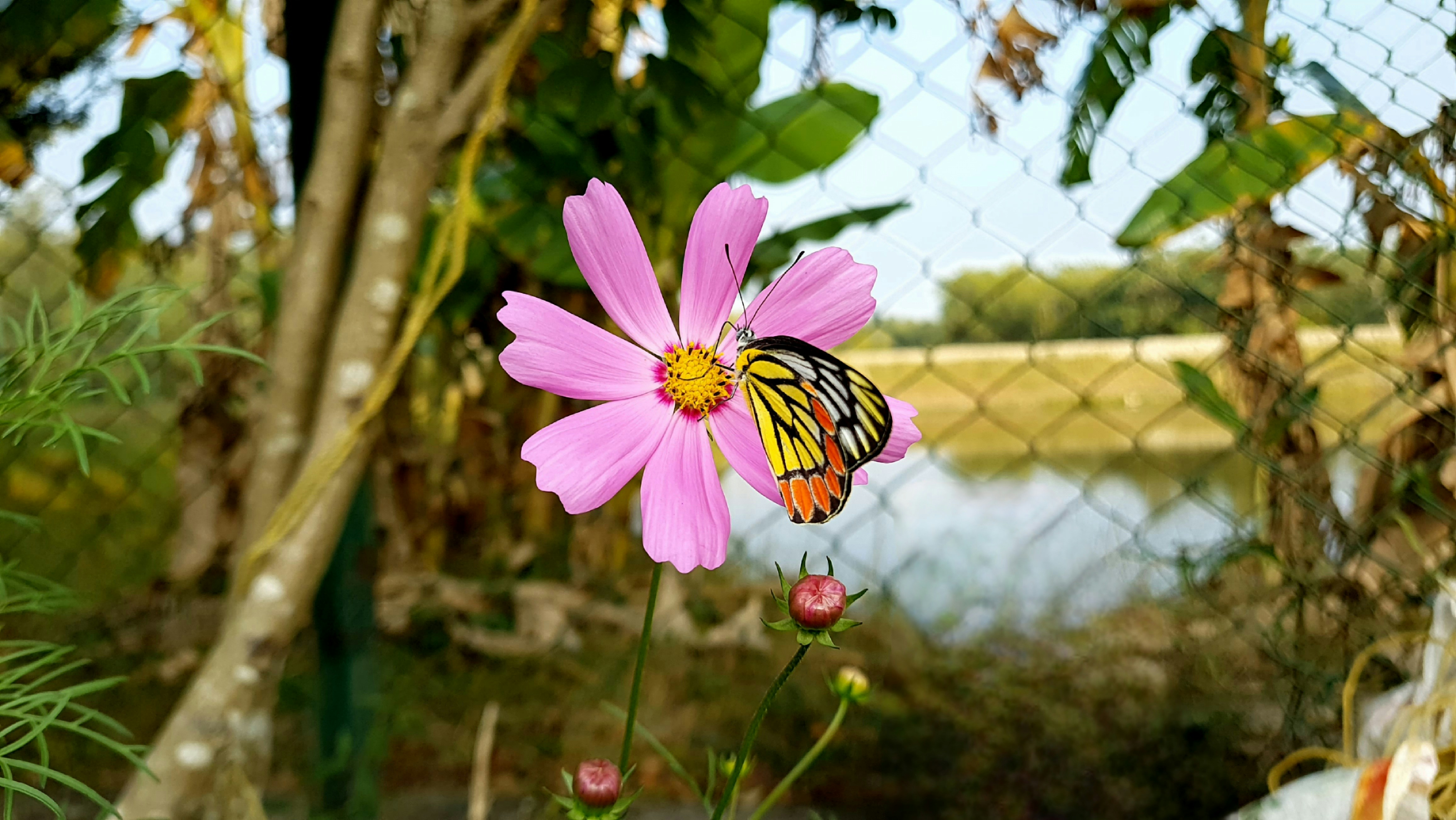 A butterfly rests on a pink cosmos flower, with a wire fence and a tranquil pond in the background.