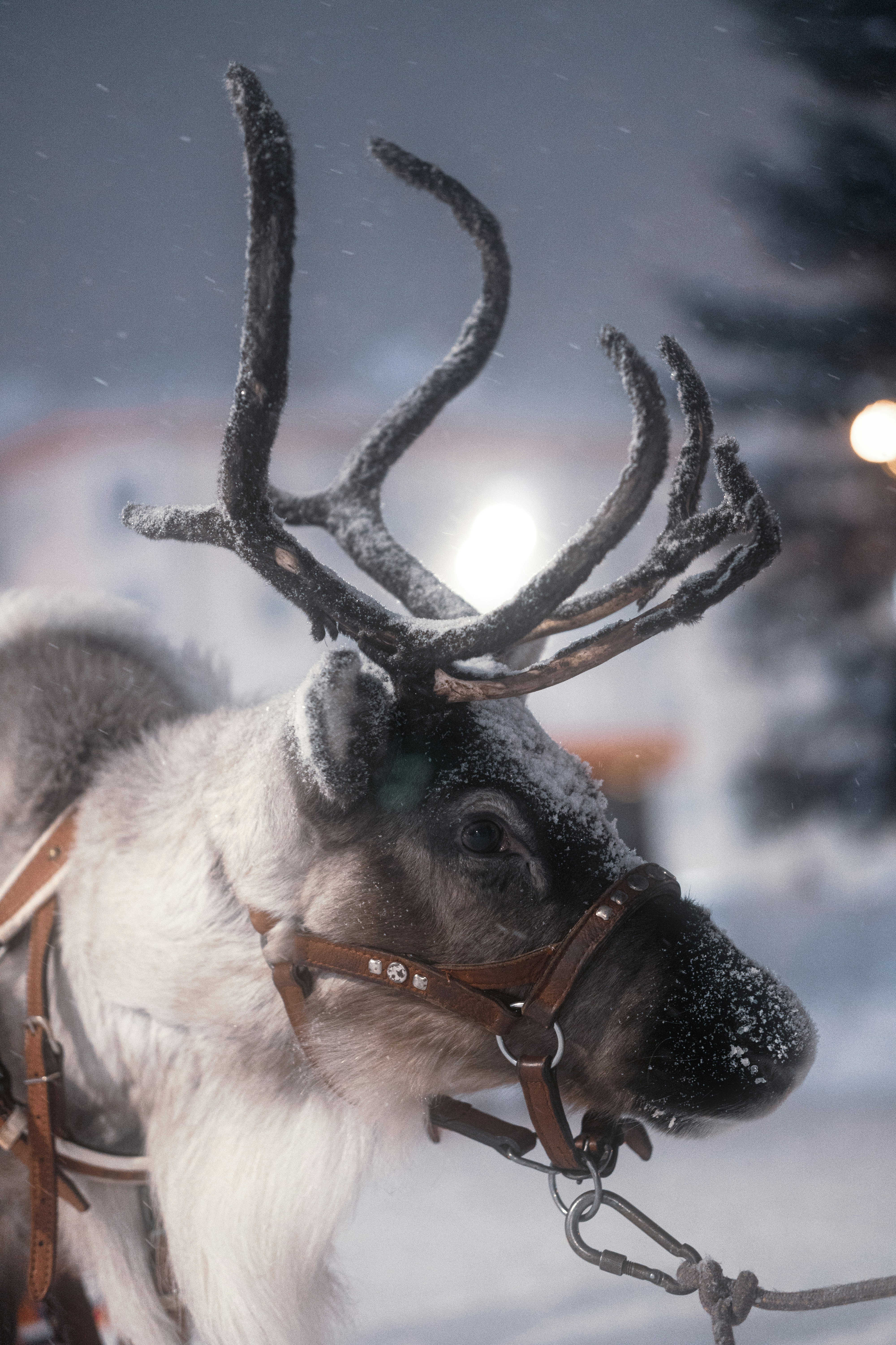 Snow-dusted reindeer head in a harness, photographed in a snowy setting with soft bokeh lights in the background. The image centers on the animal's calm presence and detailed frost on its antlers.