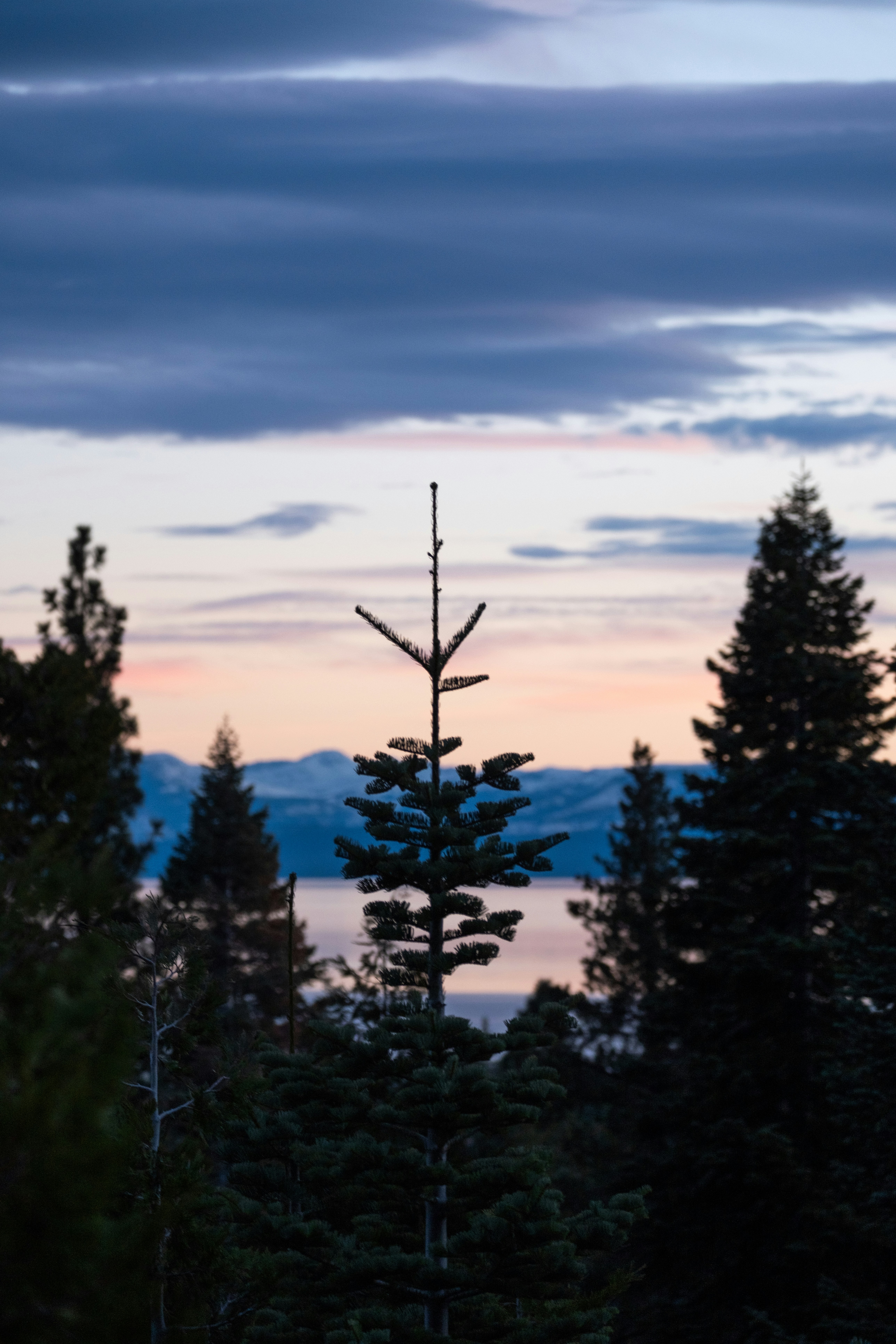 A lone pine tree stands in the foreground as the sun sets in the ...