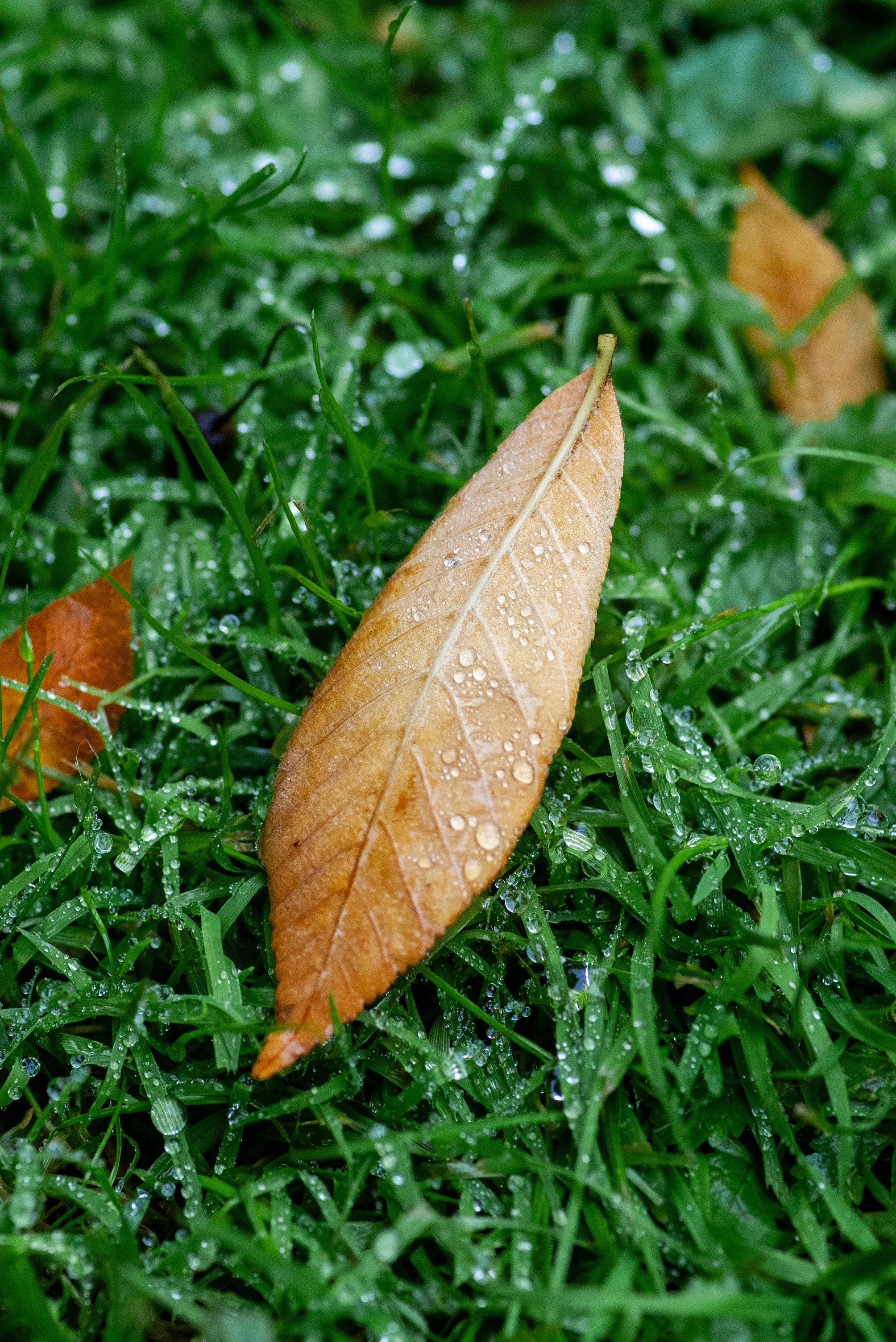 Amber Leaf on a Dew-Kissed Grass Carpet