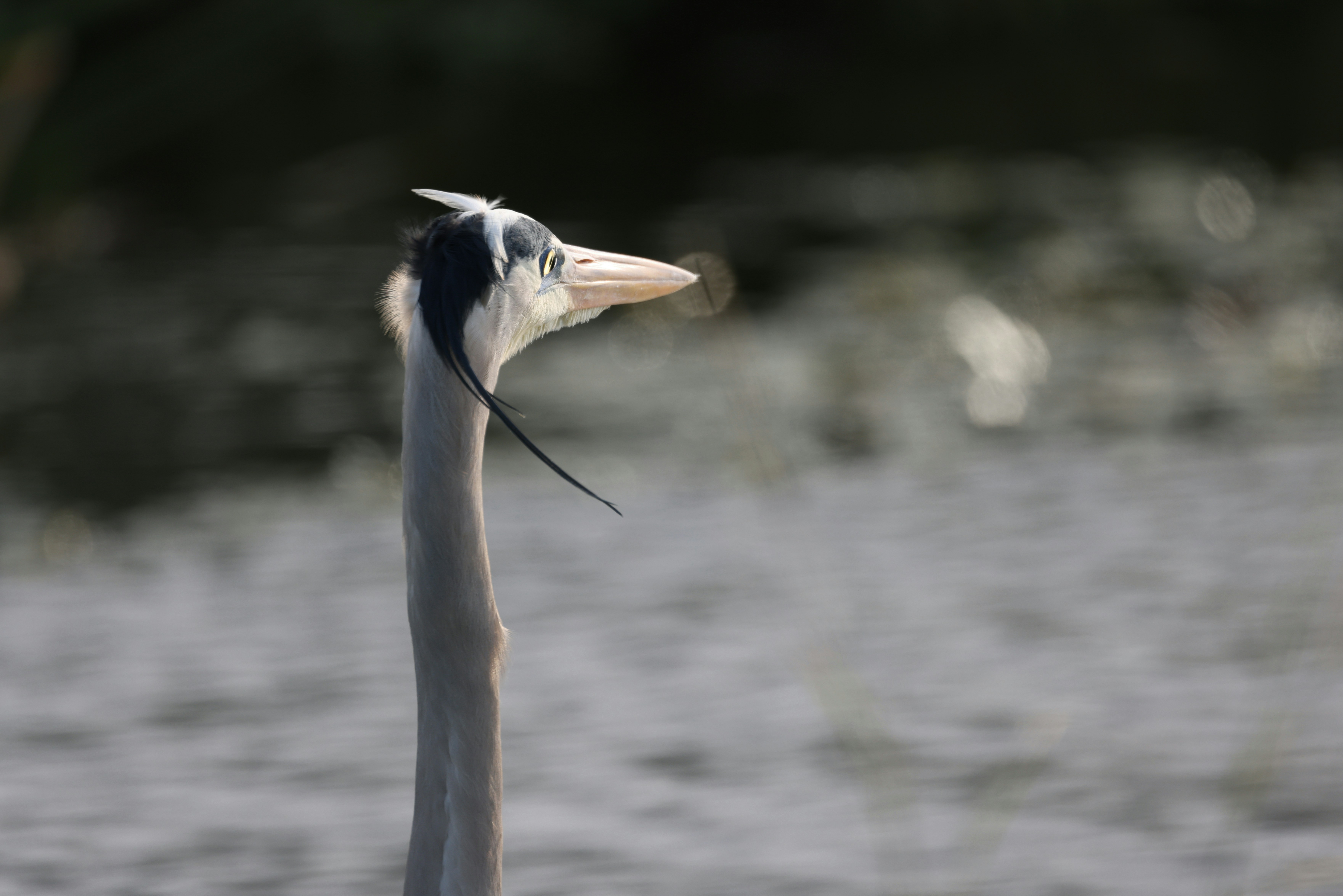 Watchful Crown: Grey Heron Over a Quiet Lake