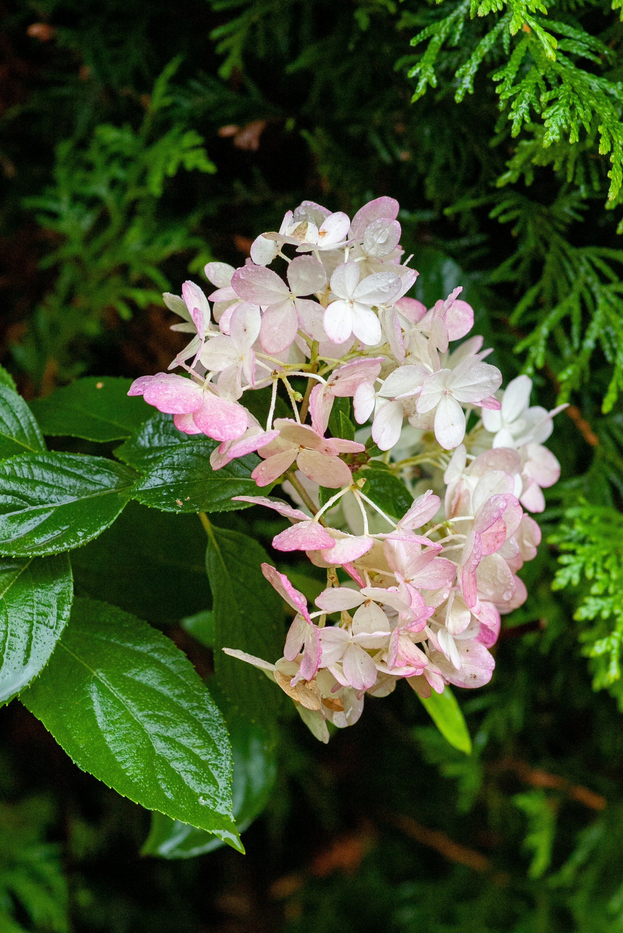 Photo by Yoksel 🌿 Zok with Pentax K100D Super