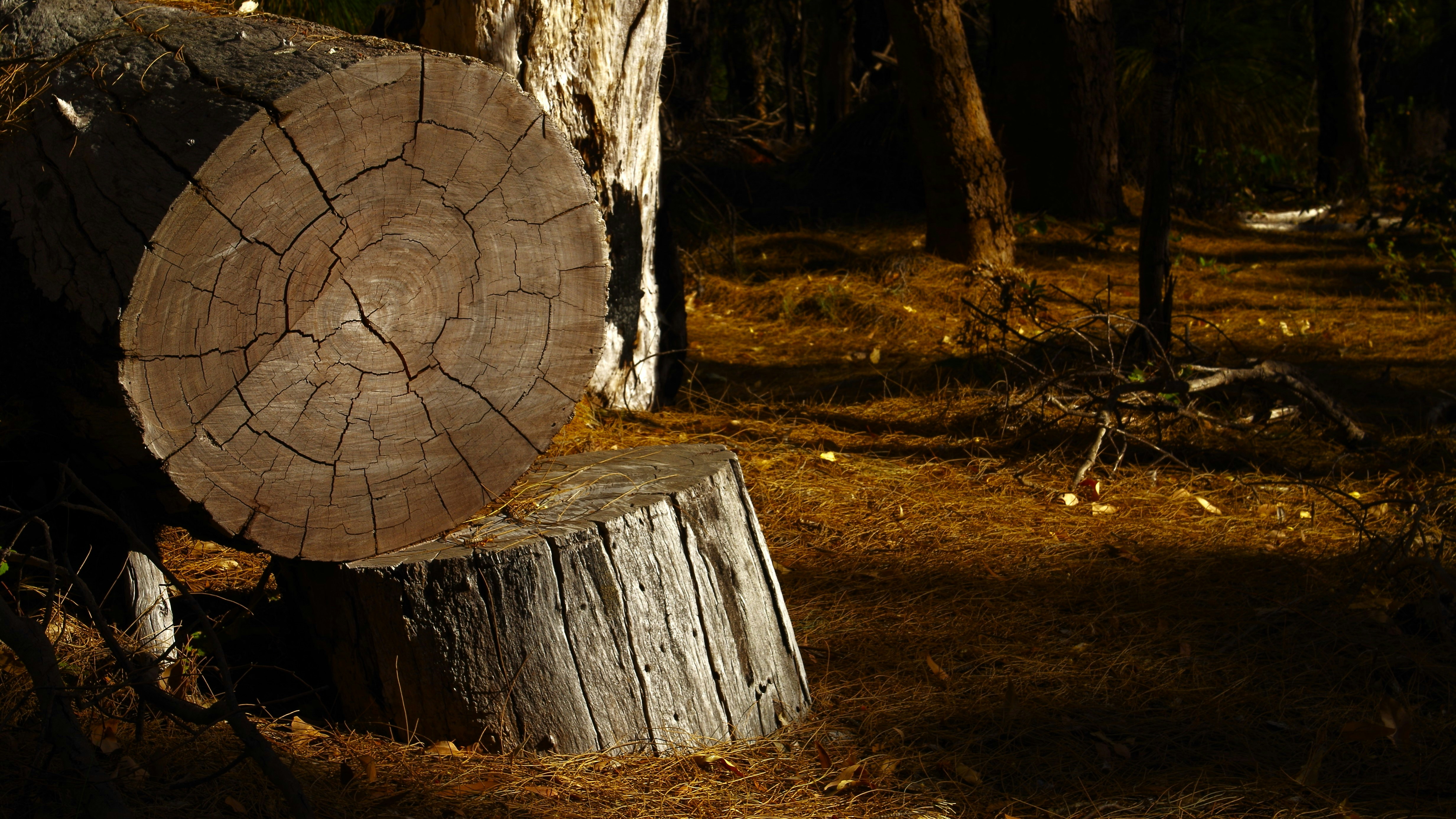 A tree stump in a forest with a sun shining through the trees photo ...