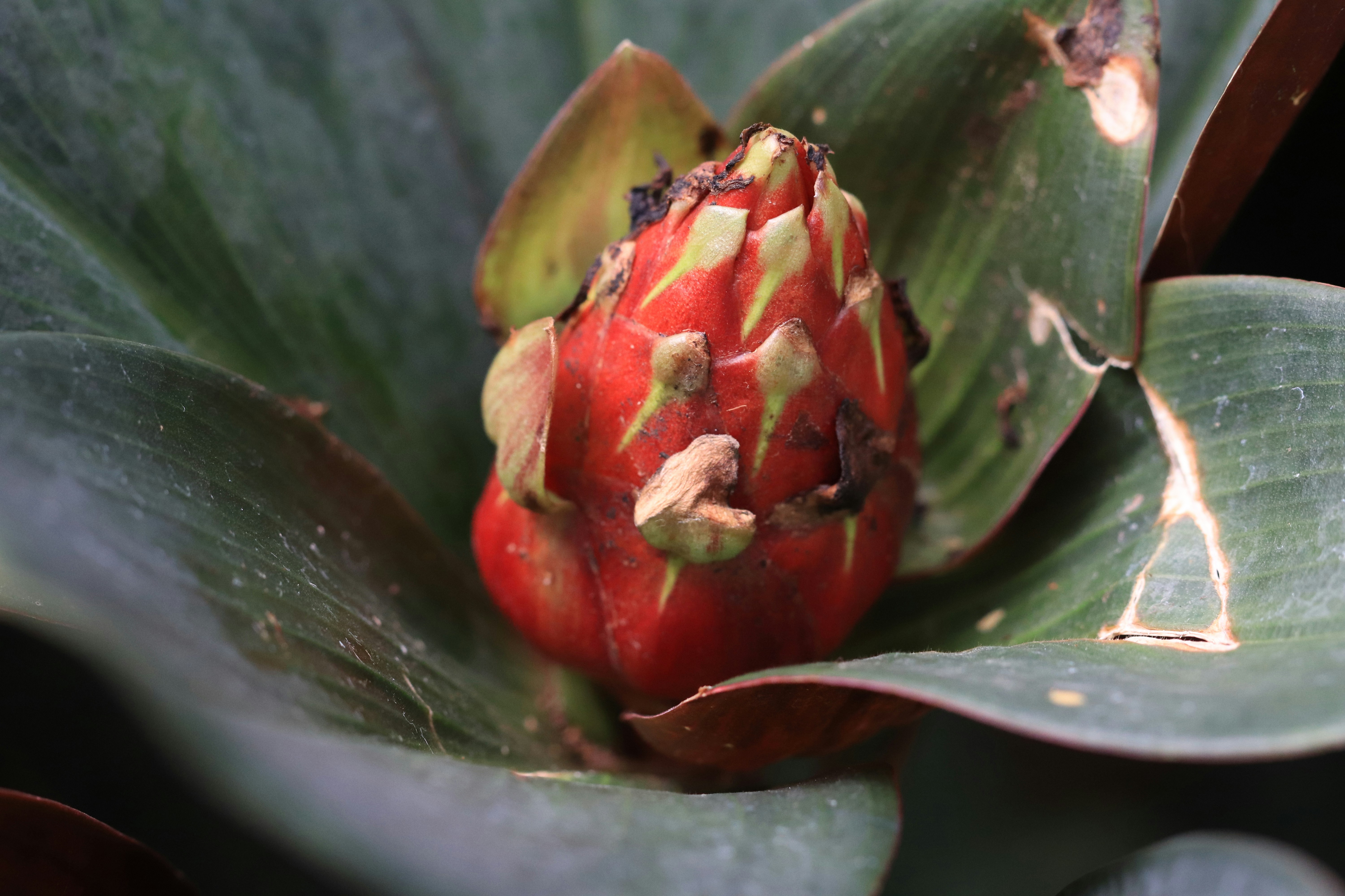 Scarlet Crown Rising from a Sea of Bromeliad Green