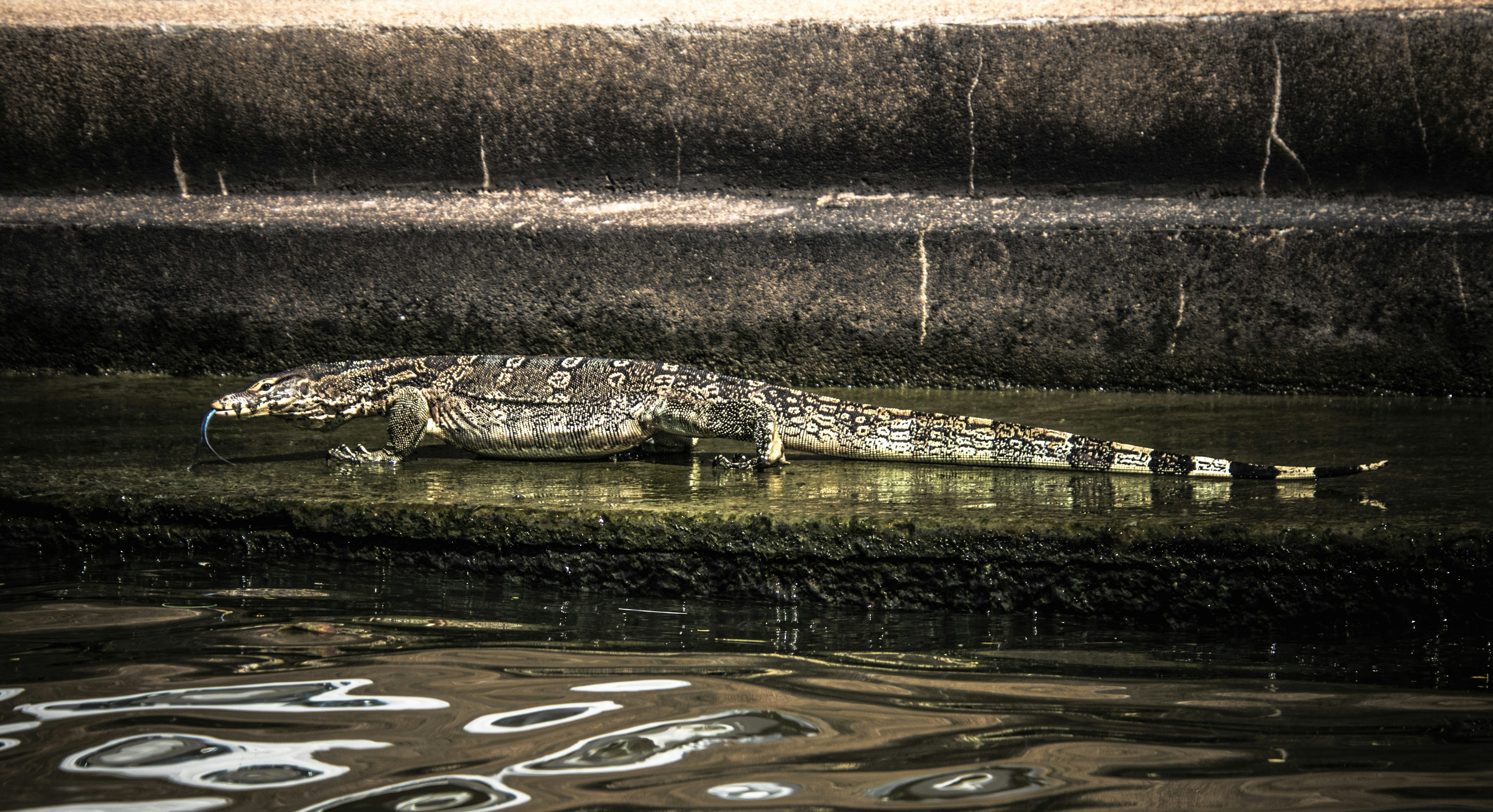 Low Tide Stalker: A Crocodile Dormant along the Wharf