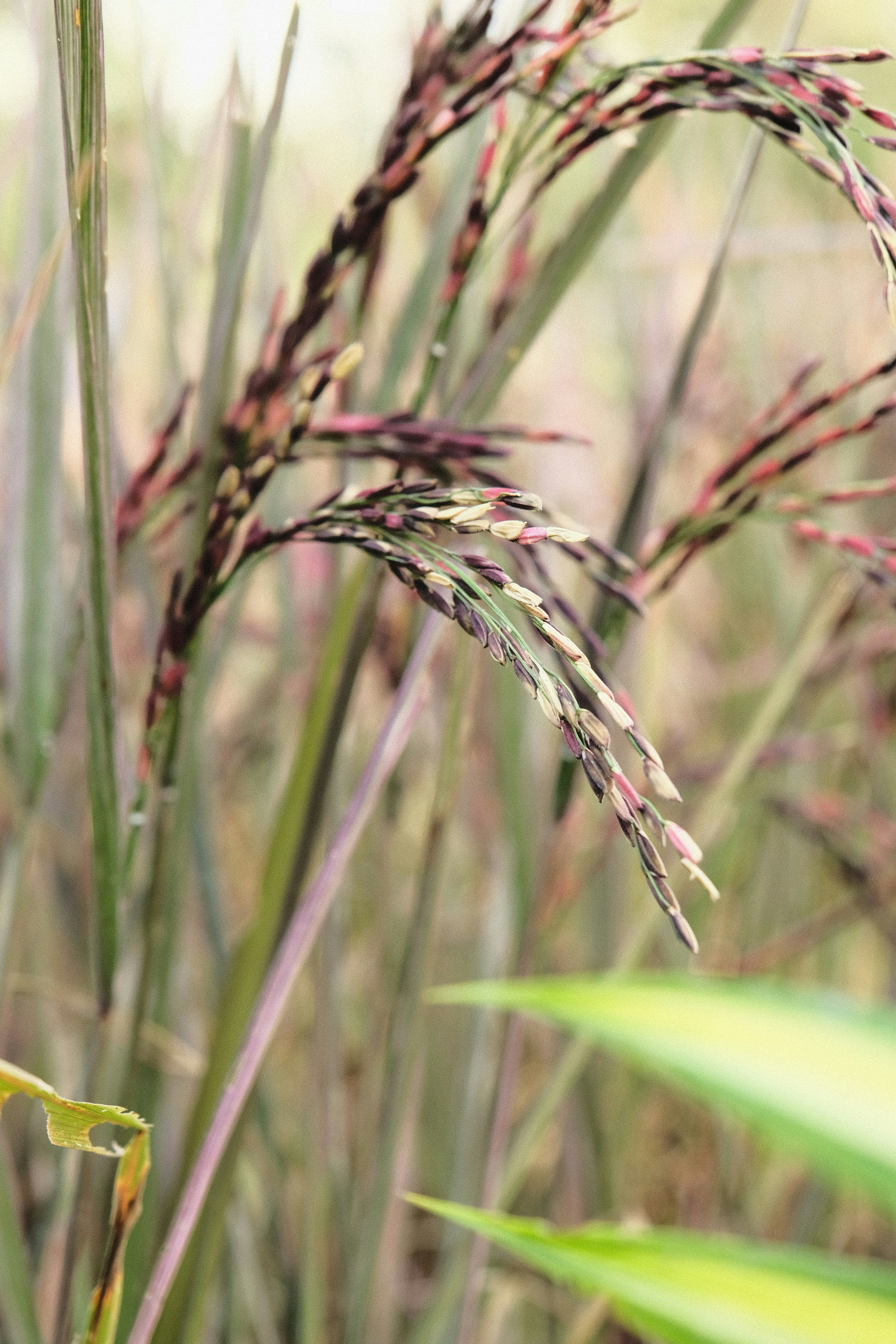 A close up of a plant with lots of leaves photo – Free Rice gain Image ...