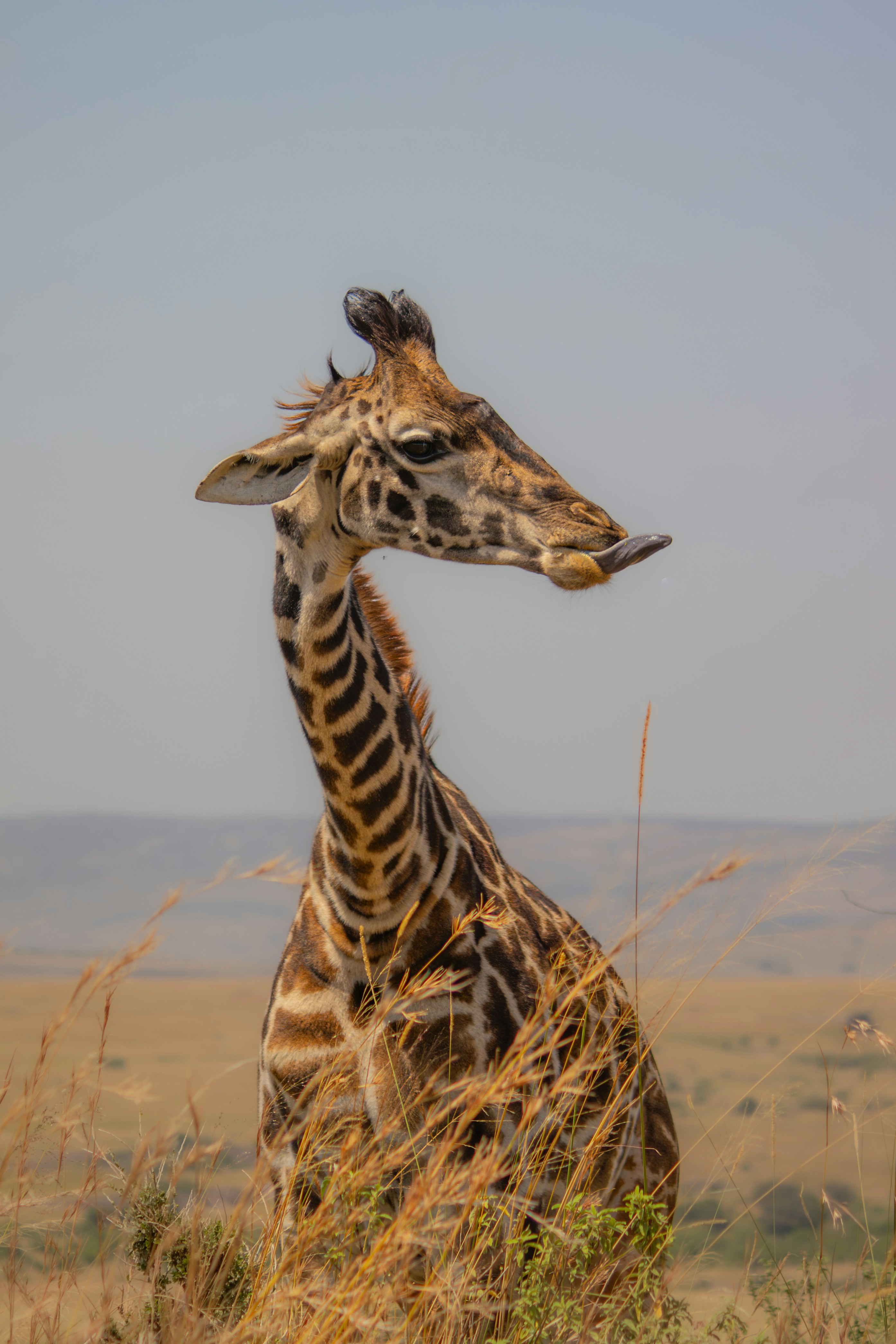 Serengeti Giraffe: Grace Above the Golden Grasses