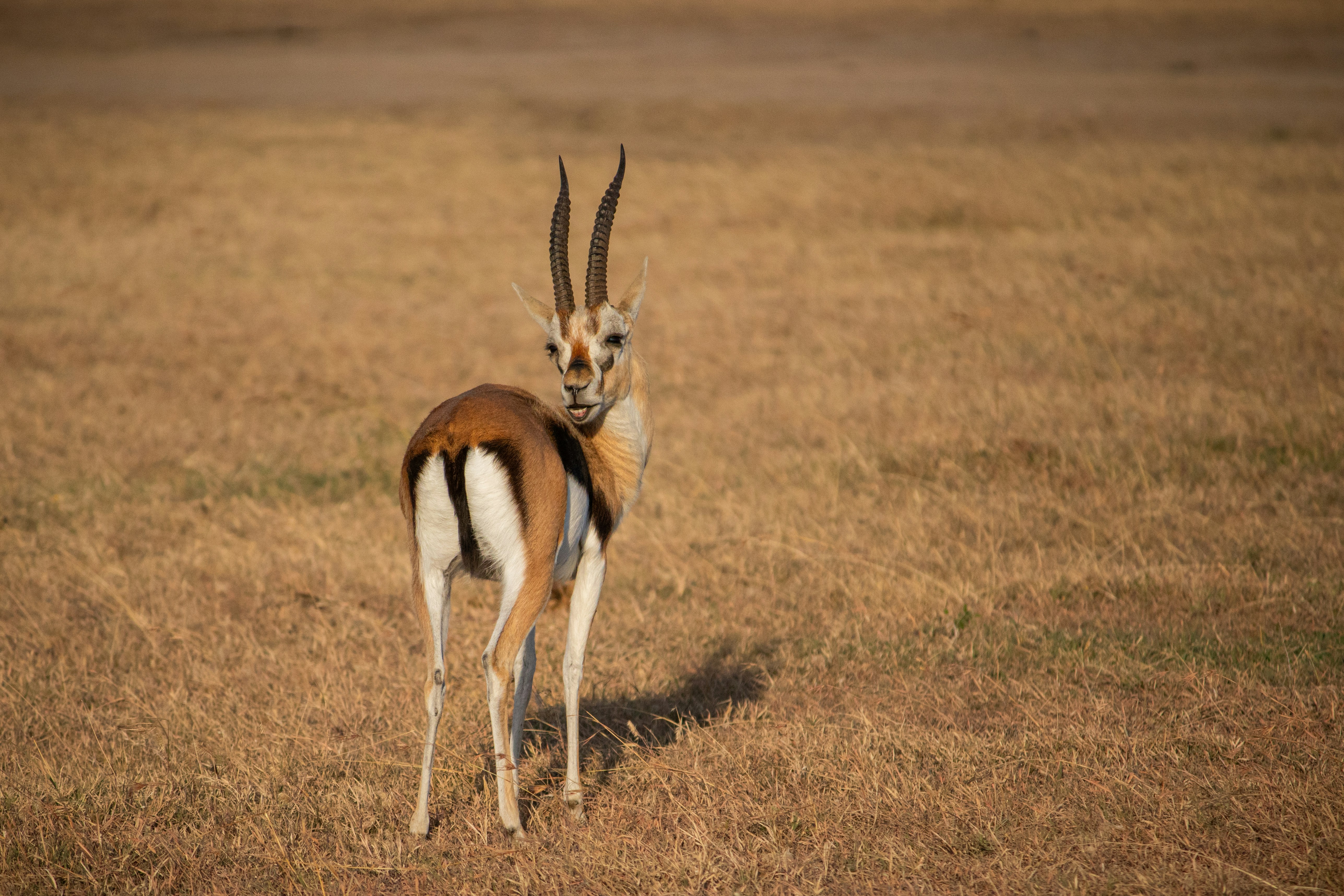 A small antelope standing in a dry grass field photo – Free Kenya Image ...