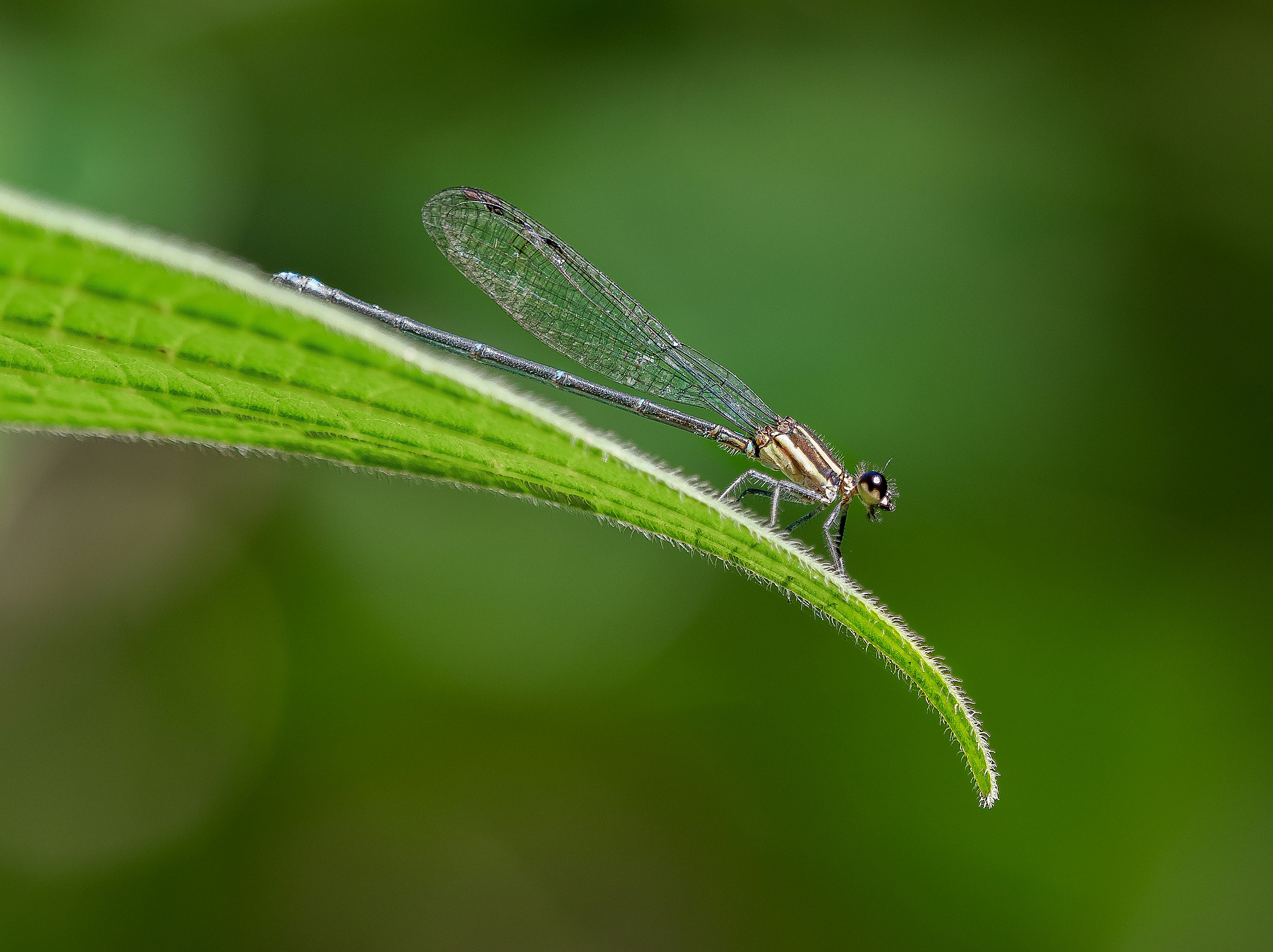 A close up of a small insect on a leaf photo – Free Insect Image on ...