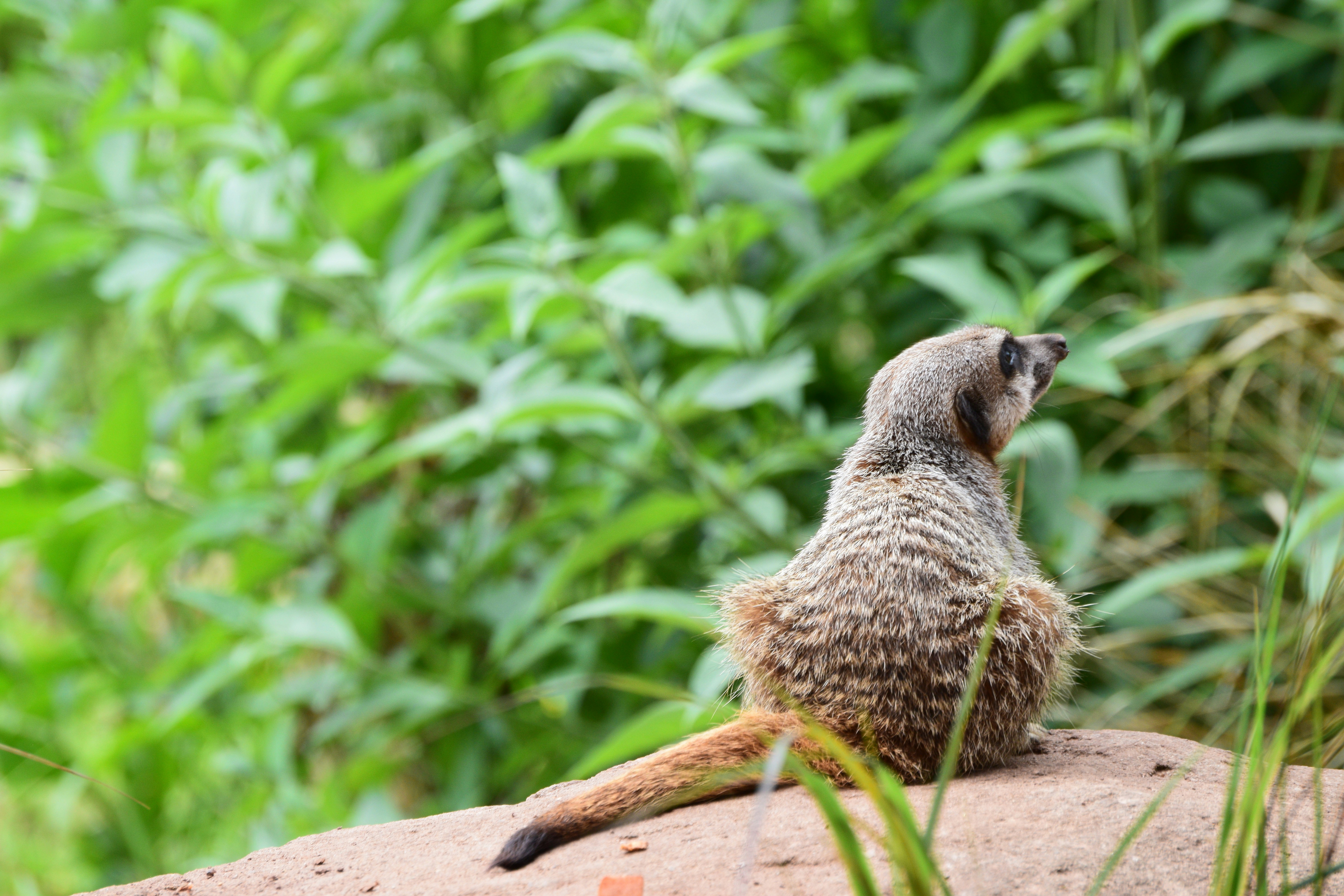 Granite-Backed Prairie Darl in Quiet Corner