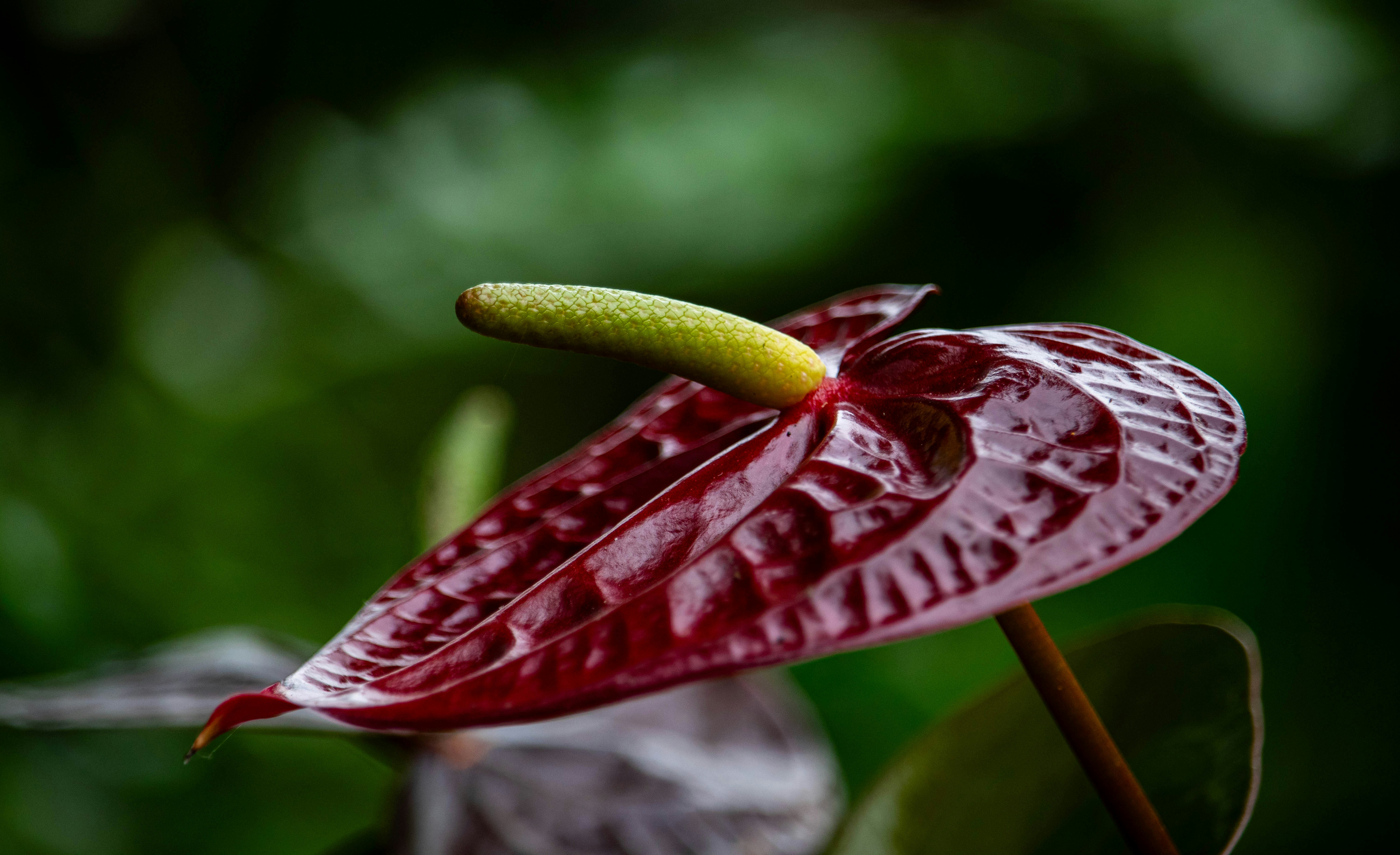 Crimson Spathe: Macro Close-Up of a Glossy Anthurium Leaf