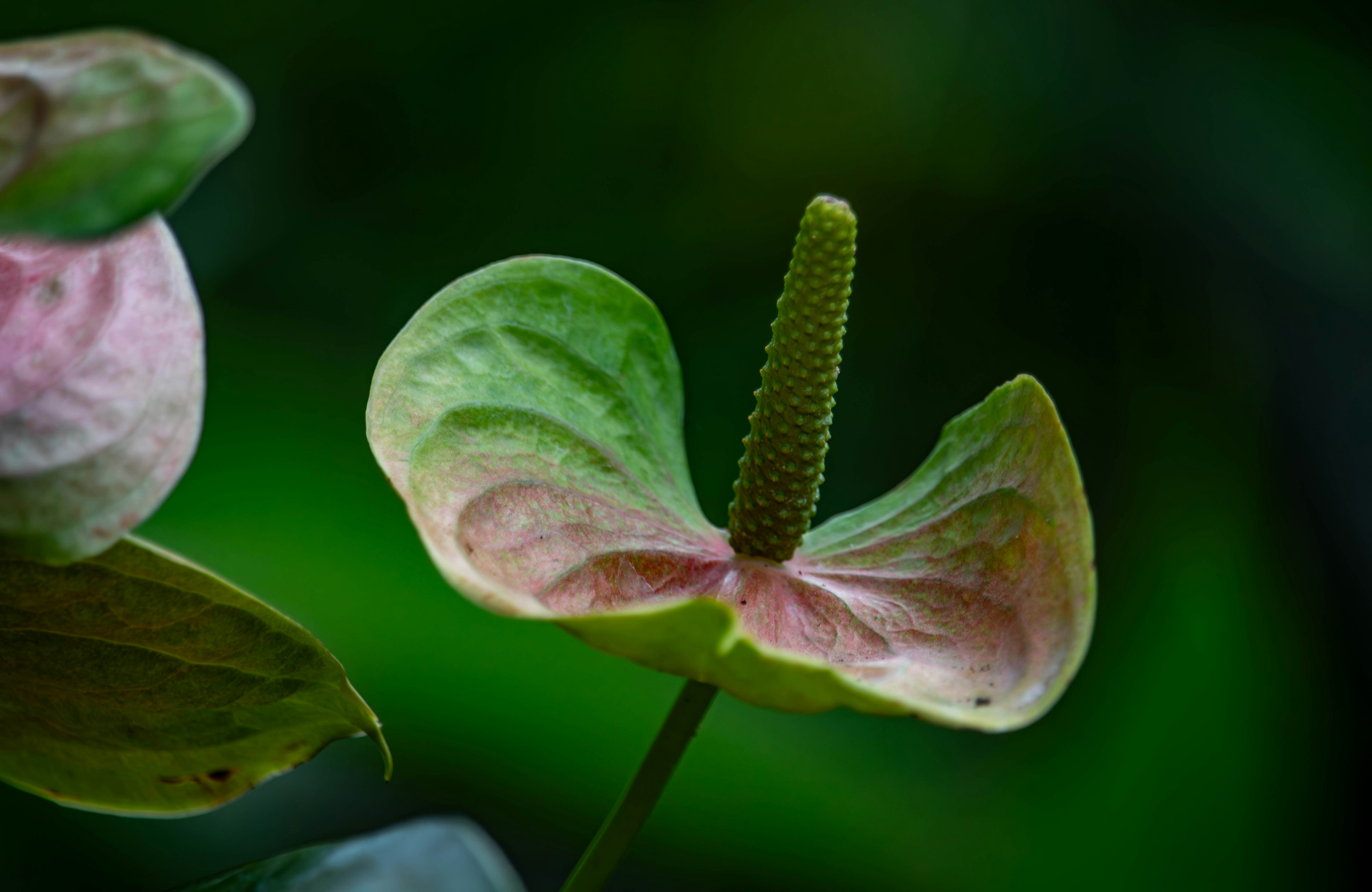 Emerald Spadix: A Close-Up of a Curious Anthurium Twist