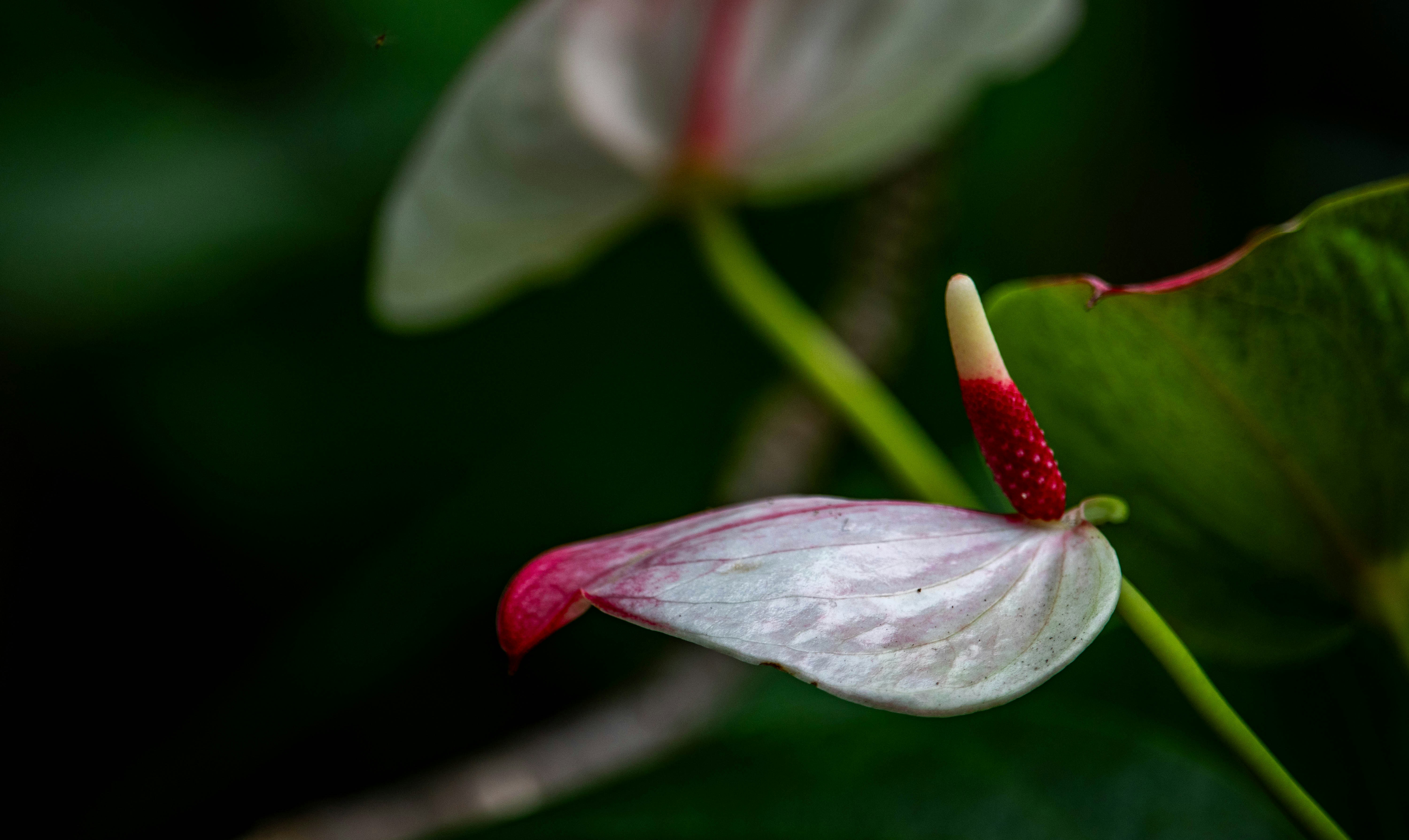 Close-up of pink and red anthurium flowers against a dark green background.