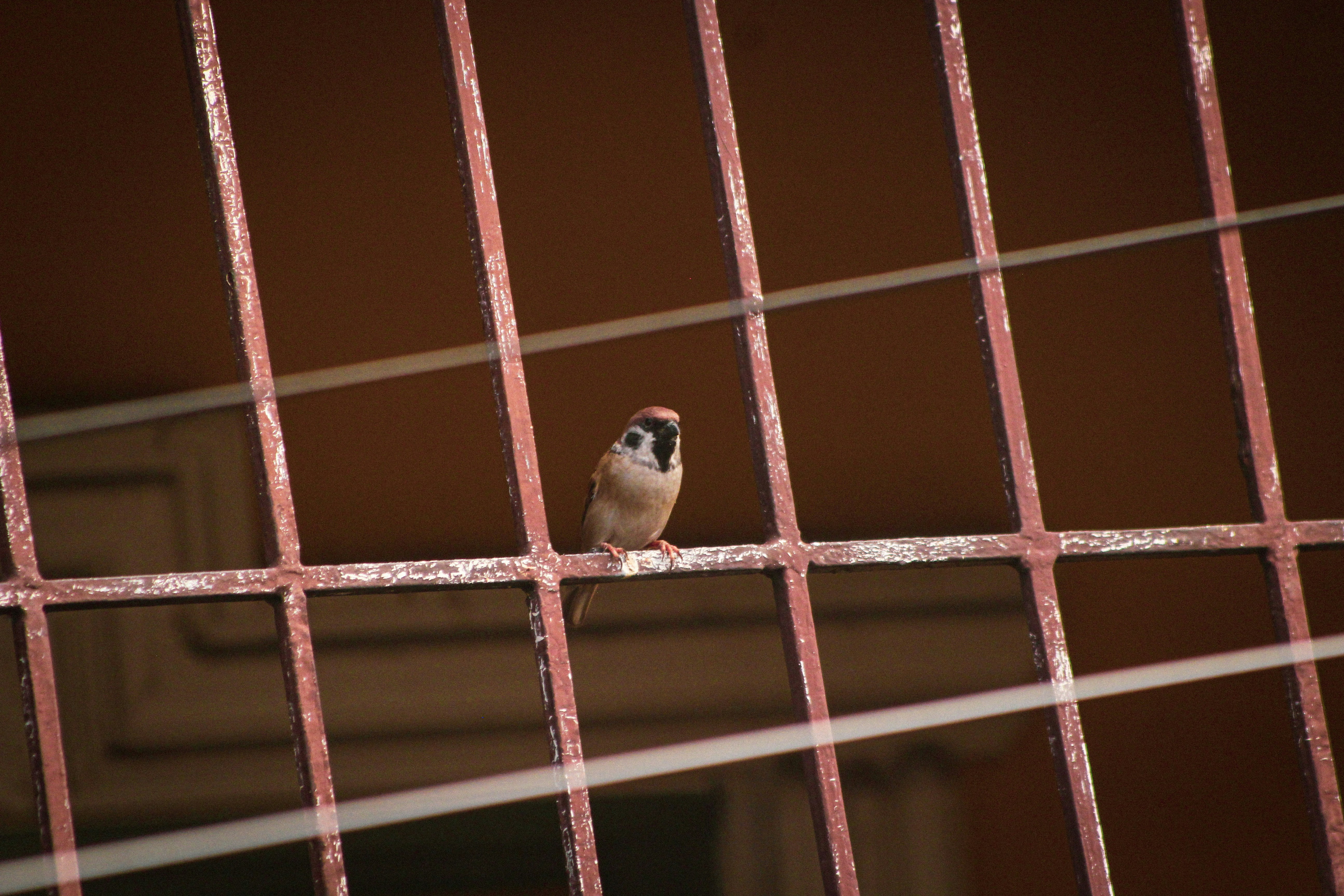 Sparrow on a Rusted Grid: A Quiet Moment in an Urban Facade