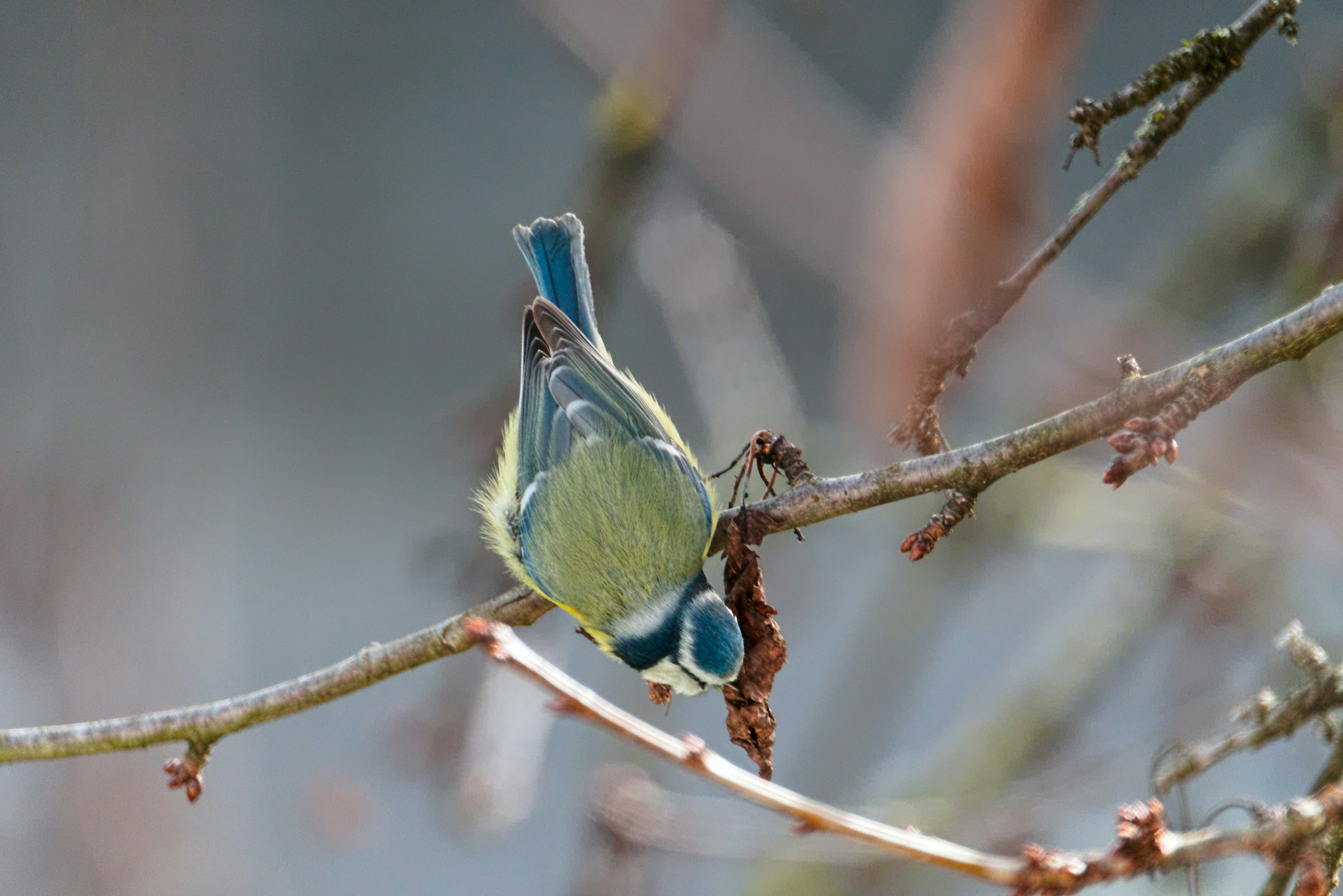 Tiny Blue-hooded Bird Clinging to a Branch in Soft Backlight