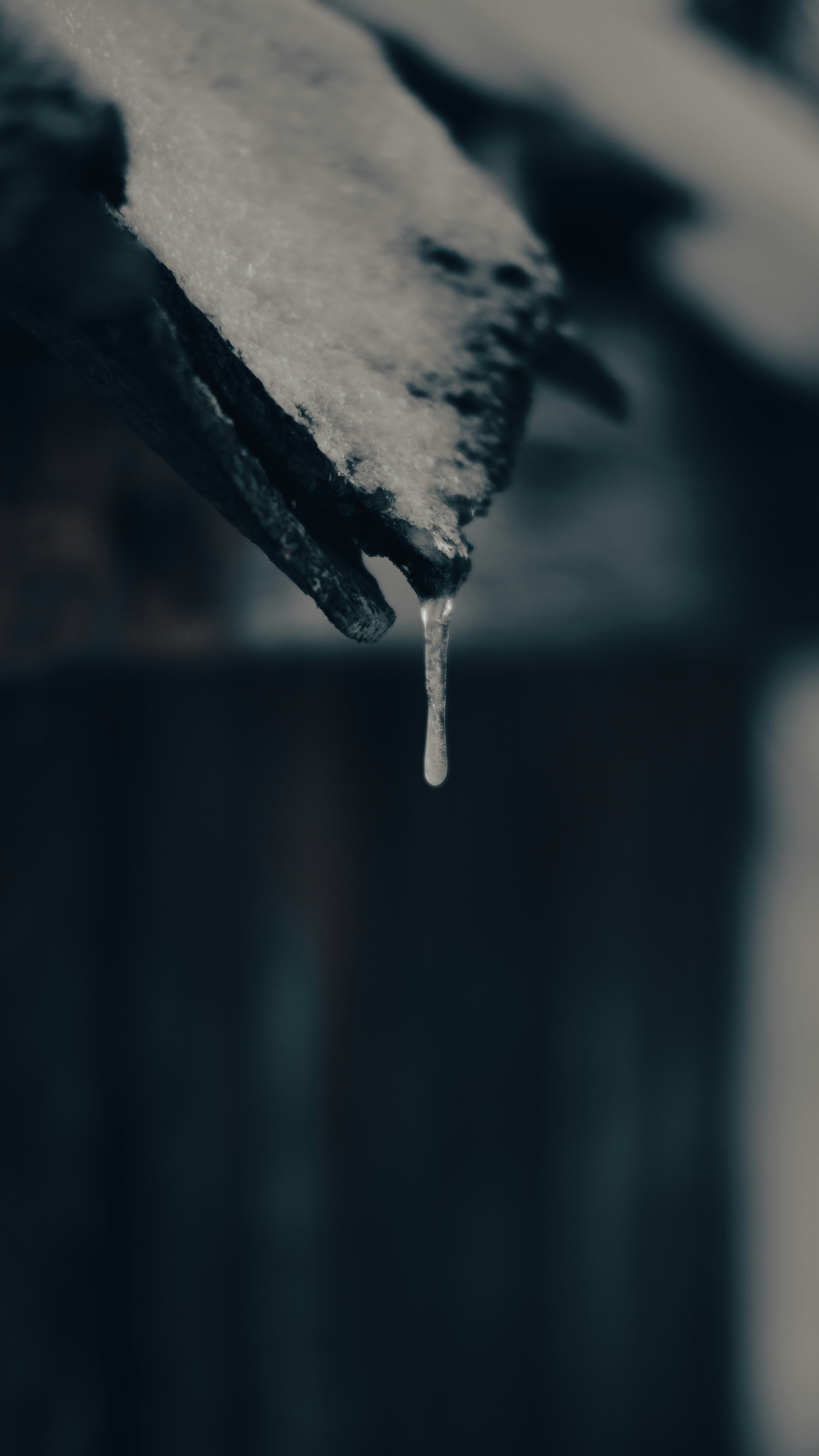 A Lone Icicle Suspended from Snow-Lashed Wood