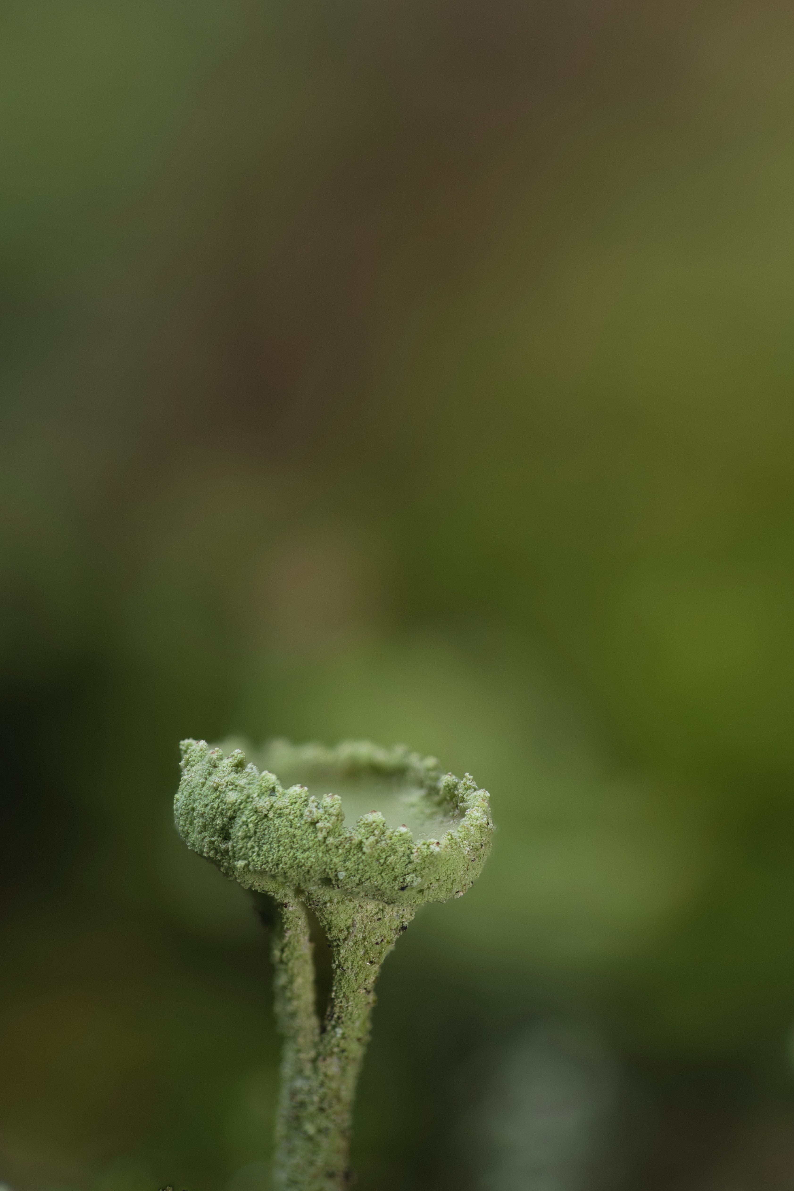 Frosted Crown on a Mossy Spike: A Quiet Macro Moment
