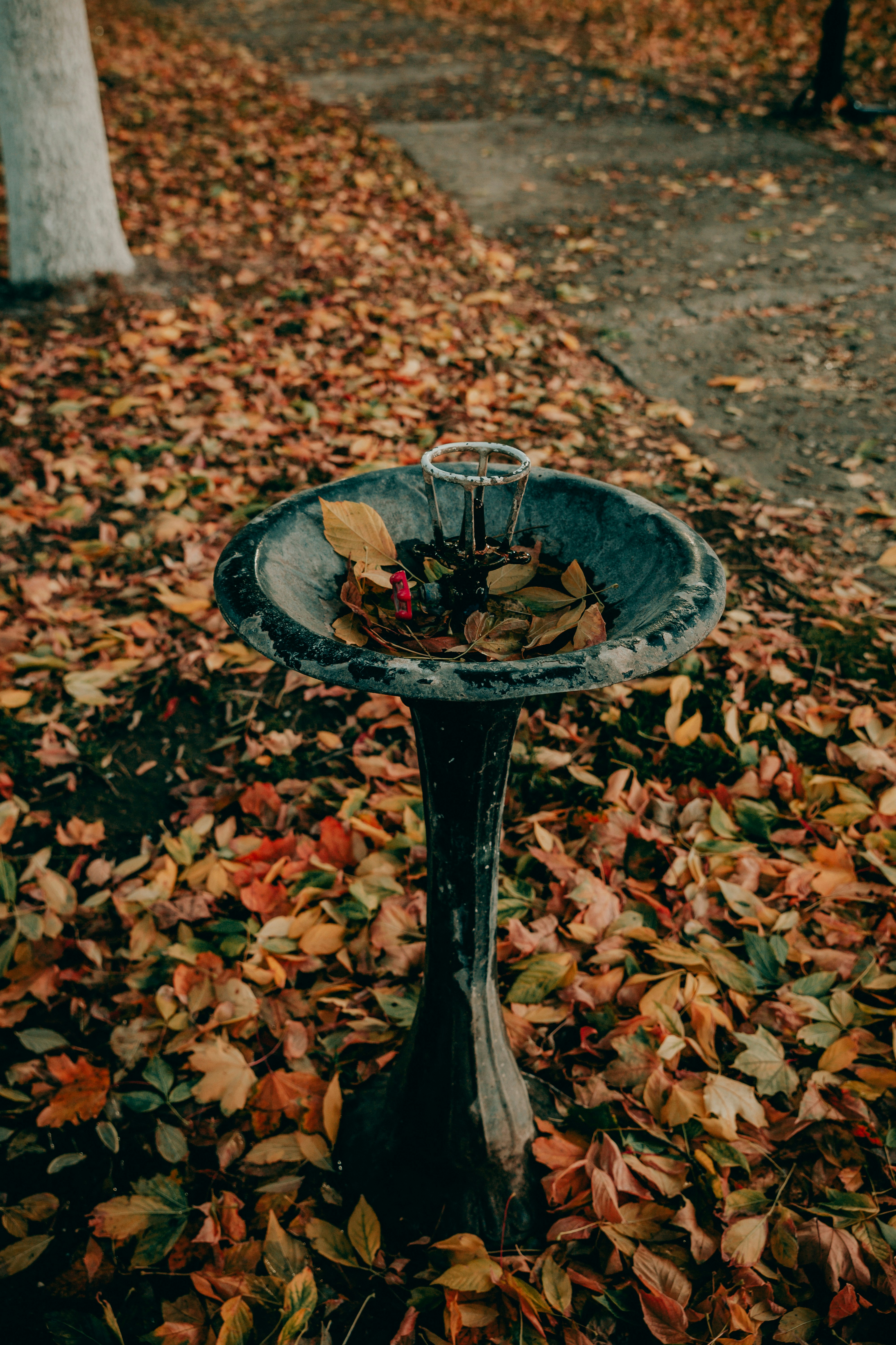 Leaf-Laden Birdbath Under Autumn Light