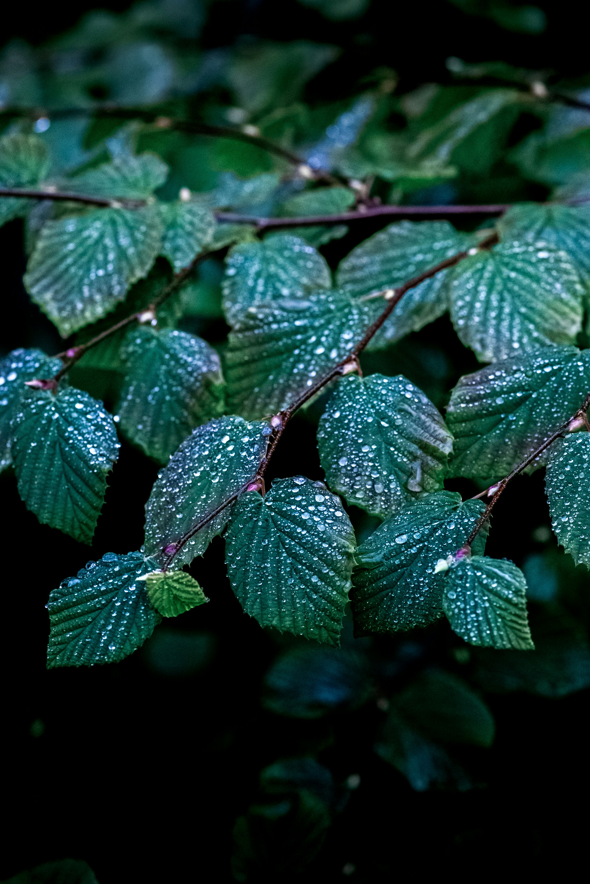 Dew-Glazed Velvet Foliage: A Quiet Leaf Portrait