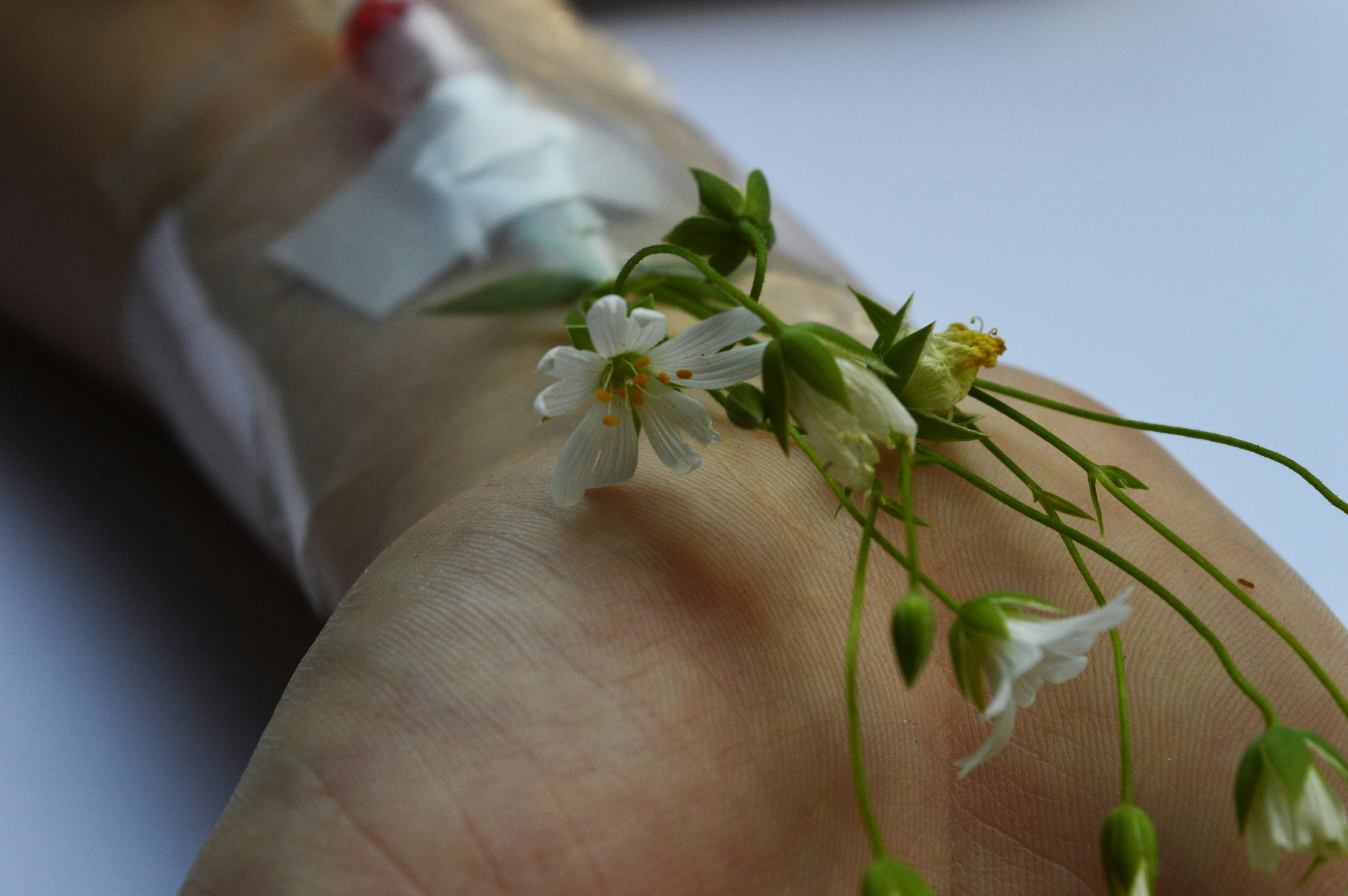 Delicate bloom resting on a bandaged wrist