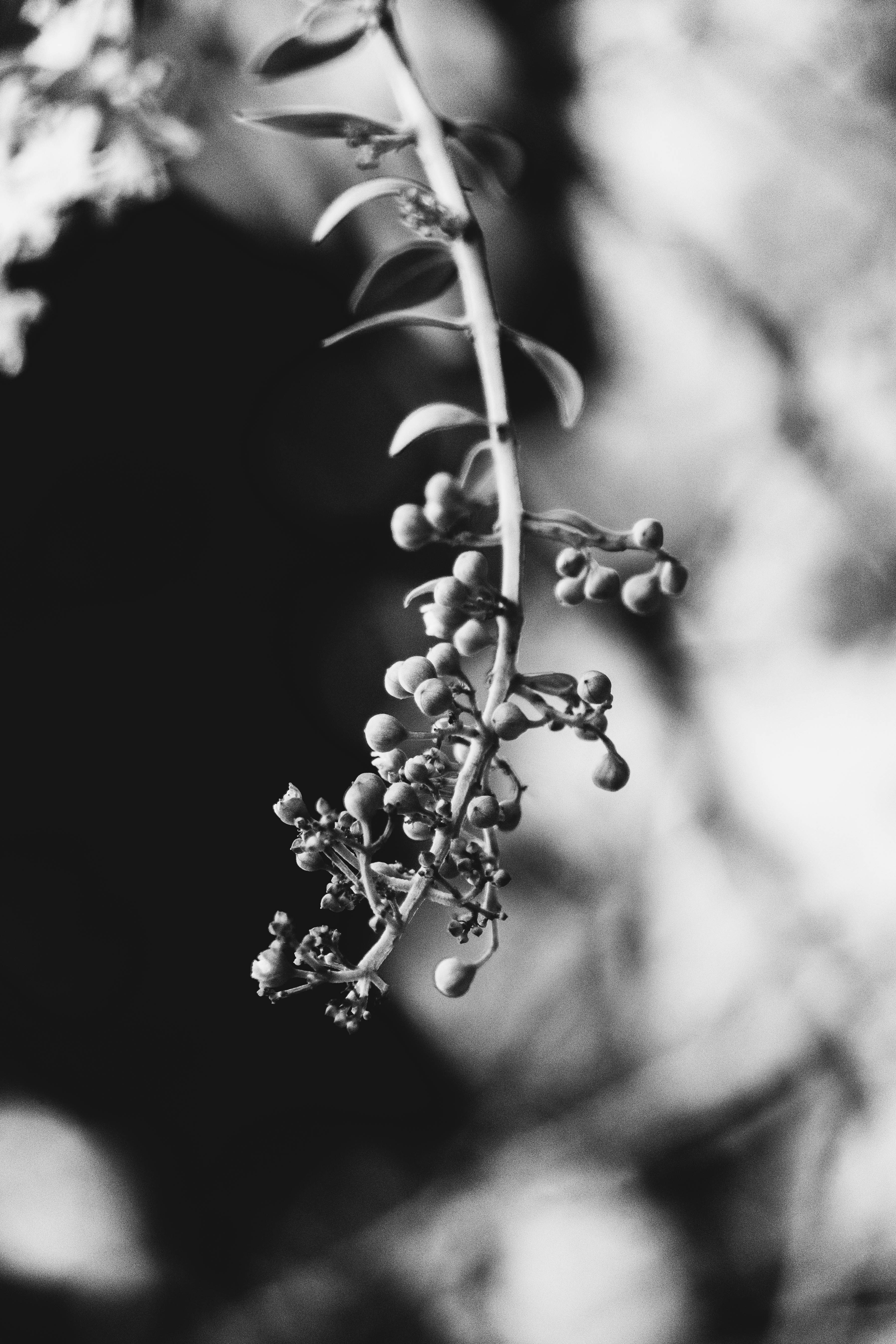 Monochrome Macro: A Berry-Laden Stem Pierces a Soft Backdrop