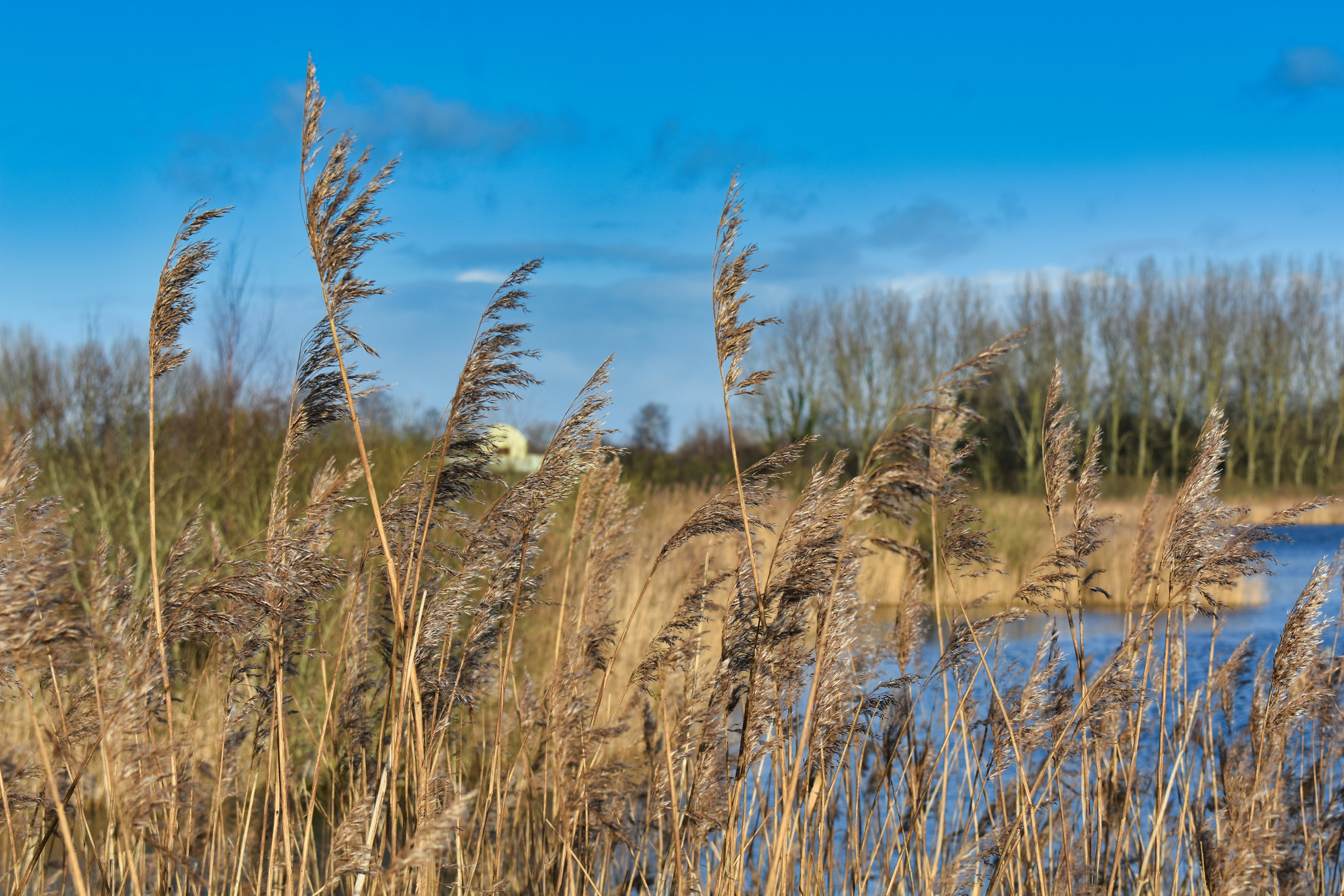a pond surrounded by tall grass and a blue sky