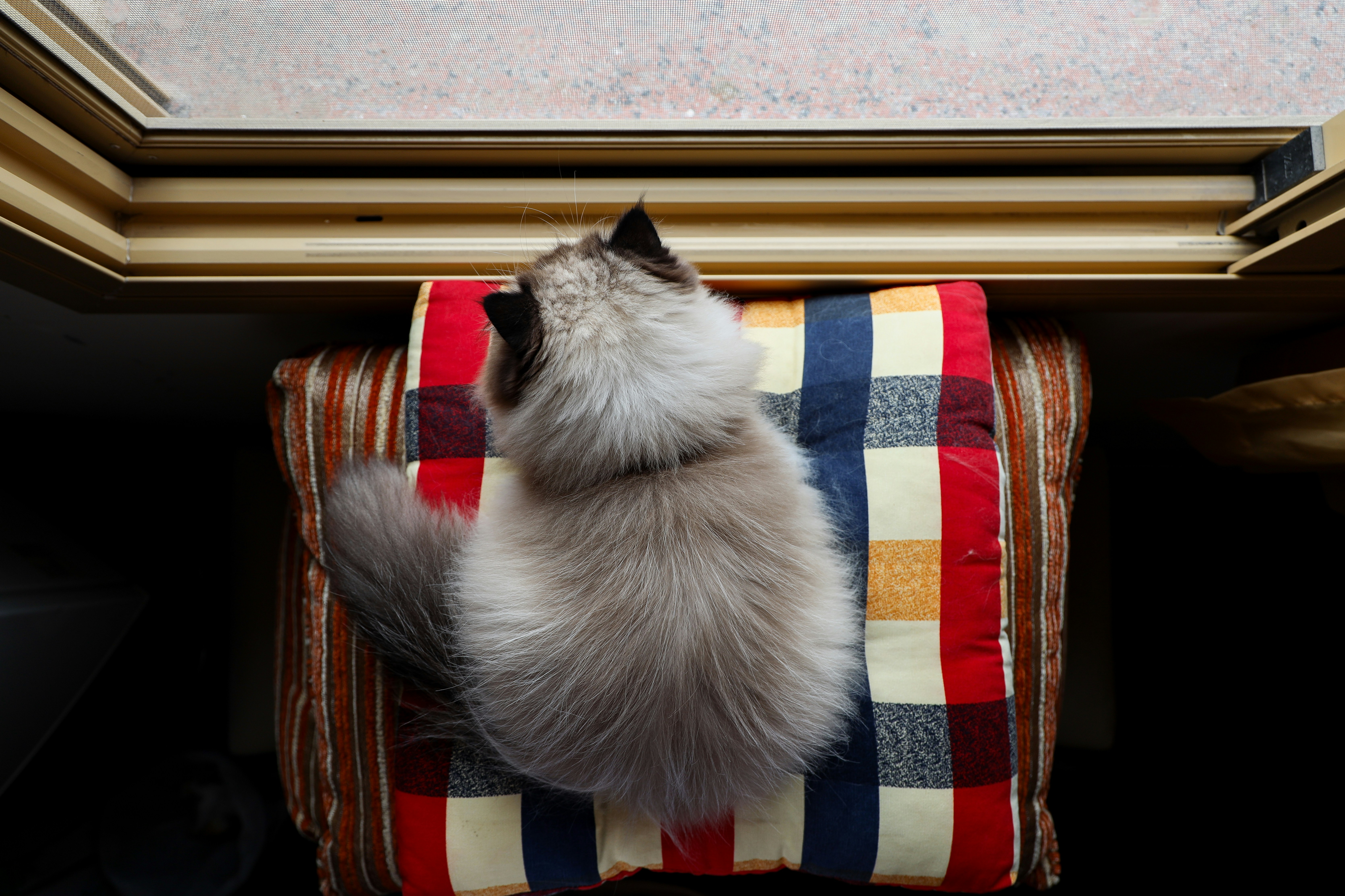 A Himalayan cat sitting on a pillow looking through the window.