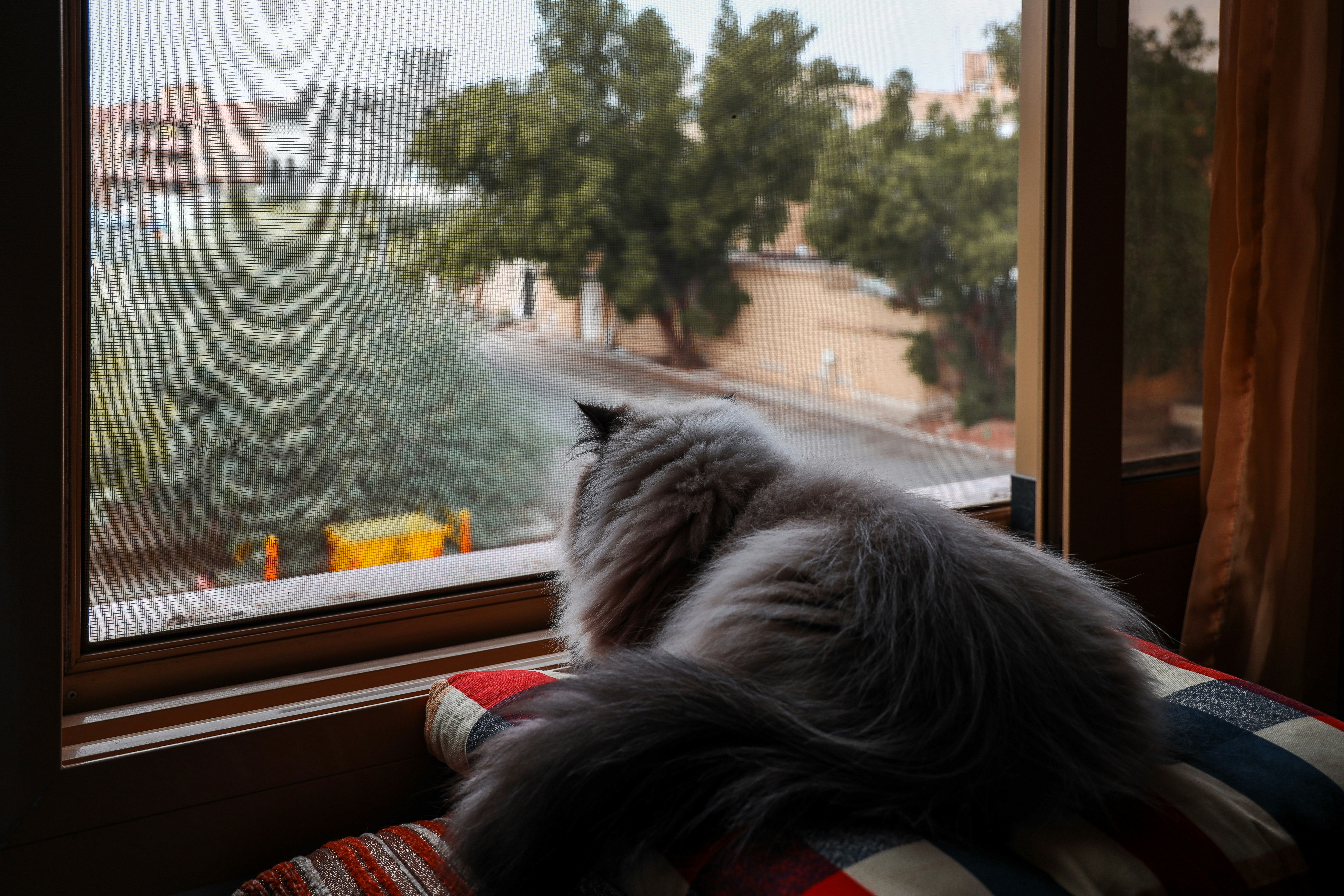 Evening Whiskers at the Window: City Lights through a Cushioned Perch