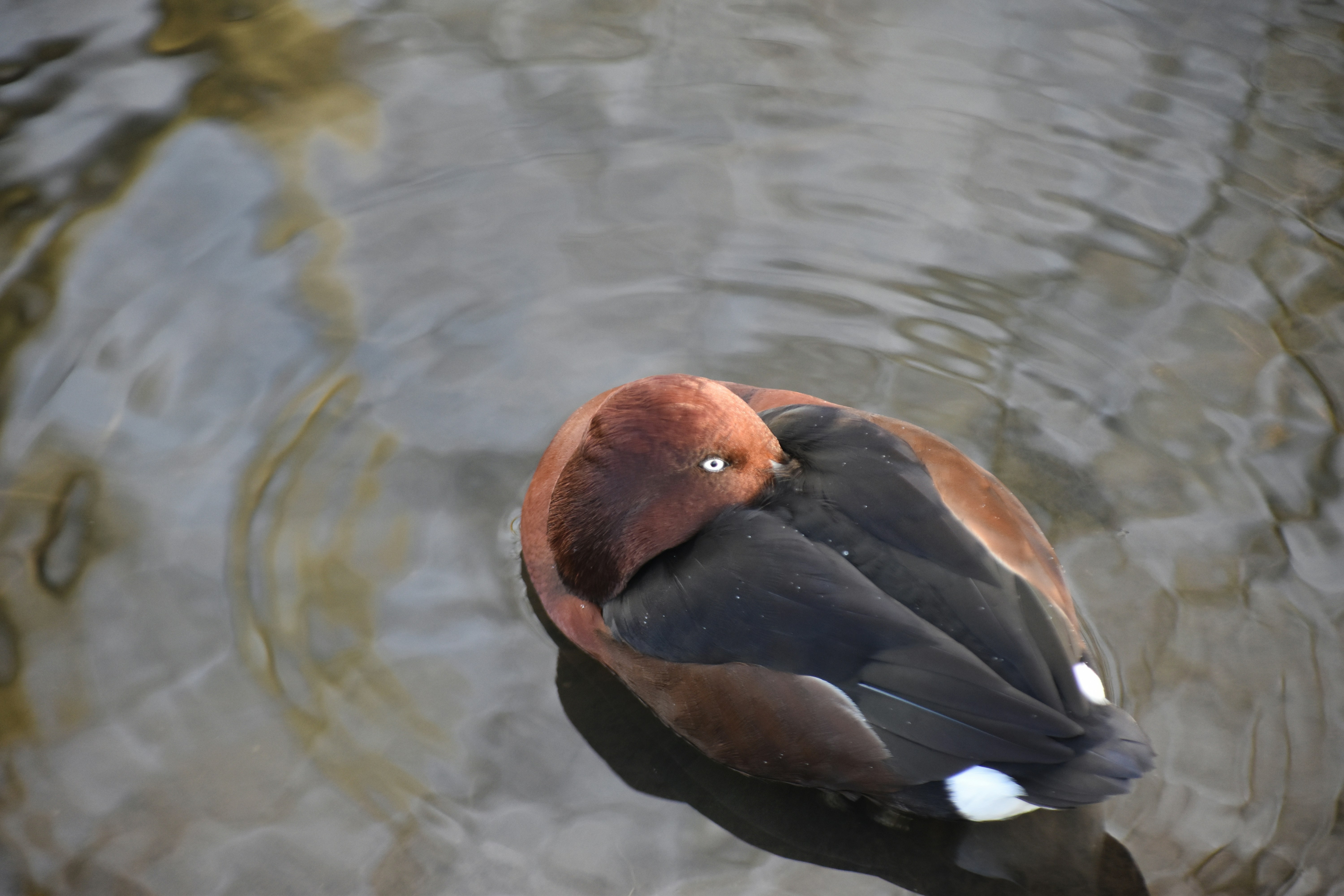 Ripples and Ruby: A Close-Up of a Brown-Headed Duck