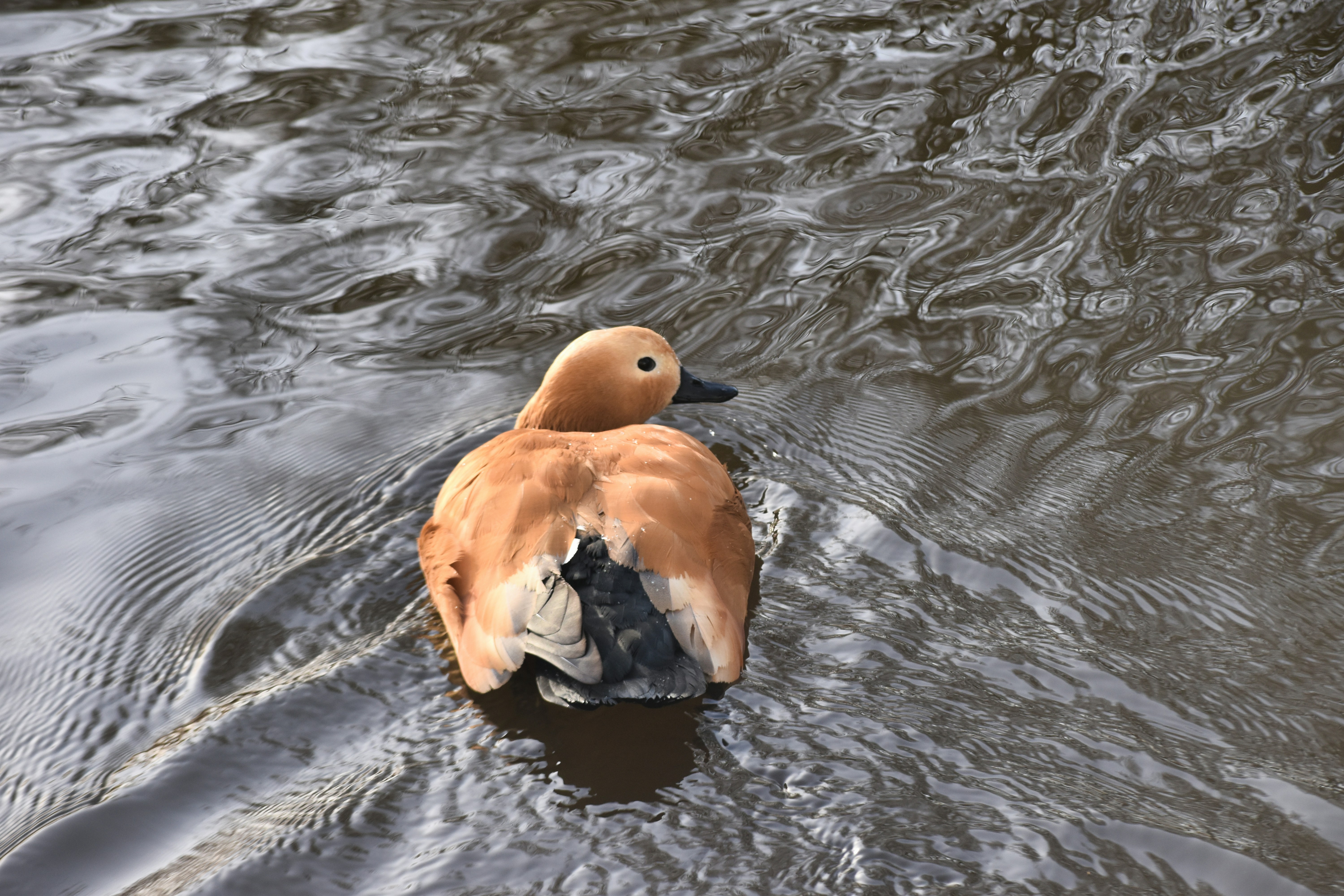 Amber Duck Gliding Through Murky Ripples