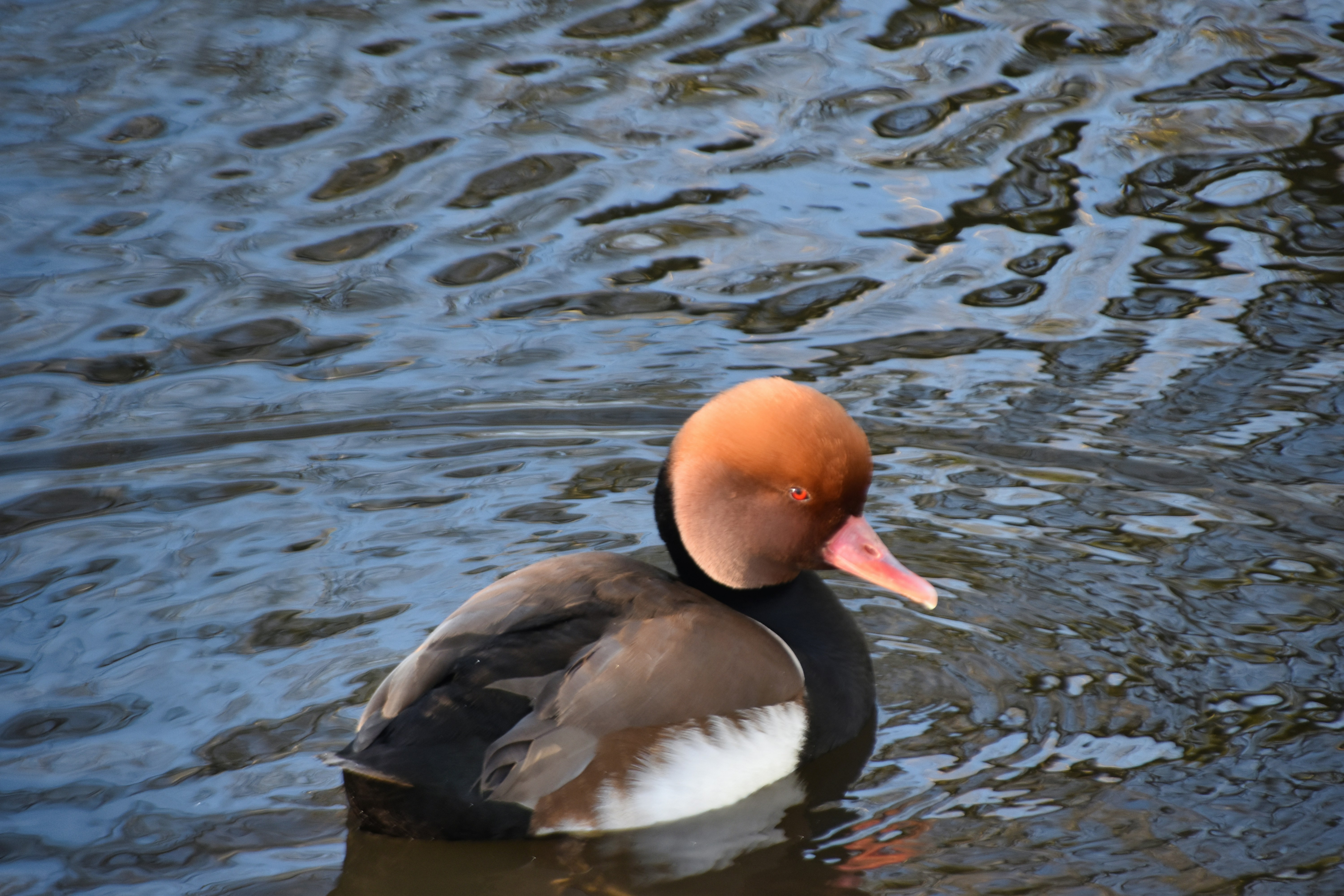 Duck with a rich brown head and red beak swimming on rippled water.