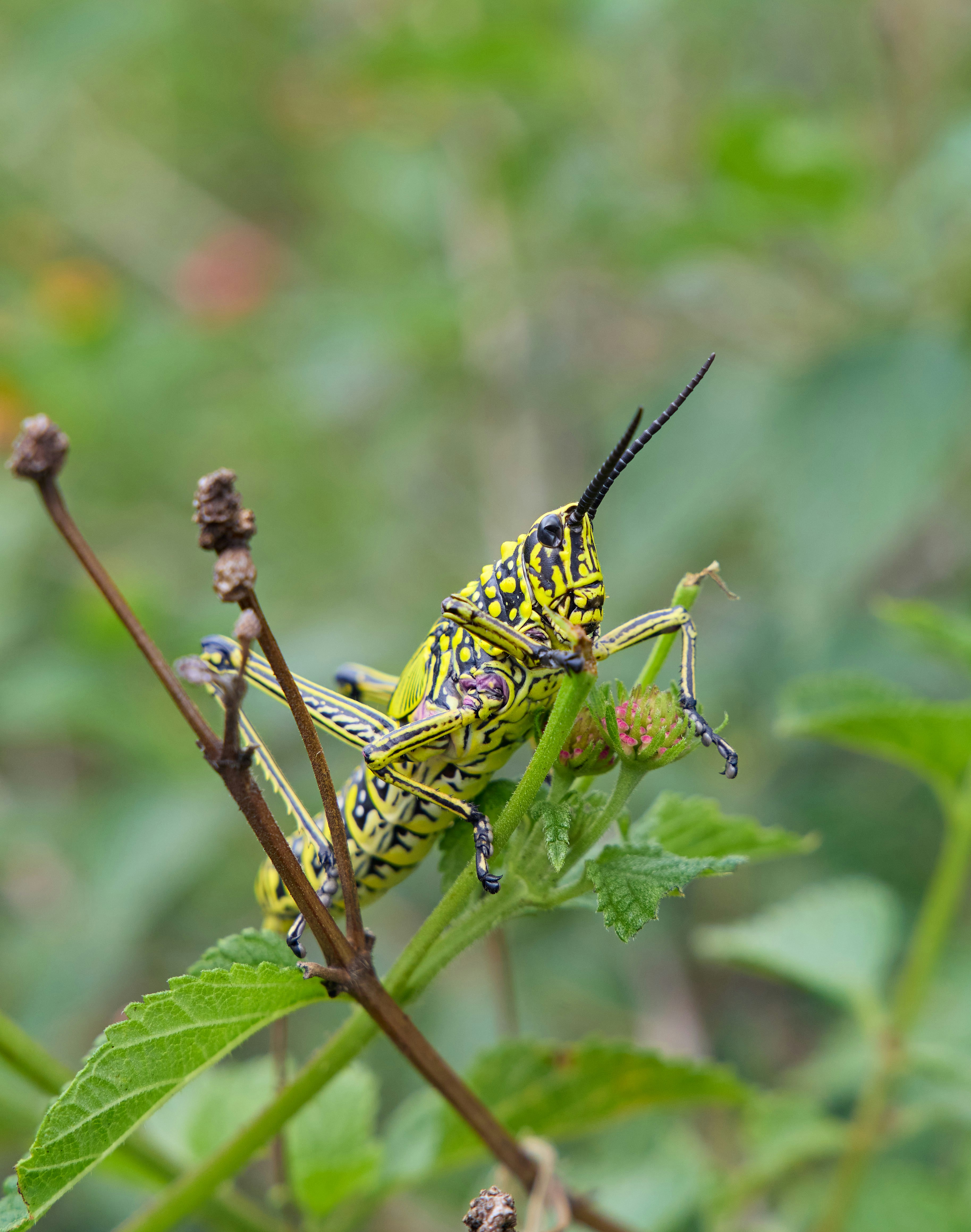 Neon-striped Grasshopper on a Green Stem in a Quiet Garden