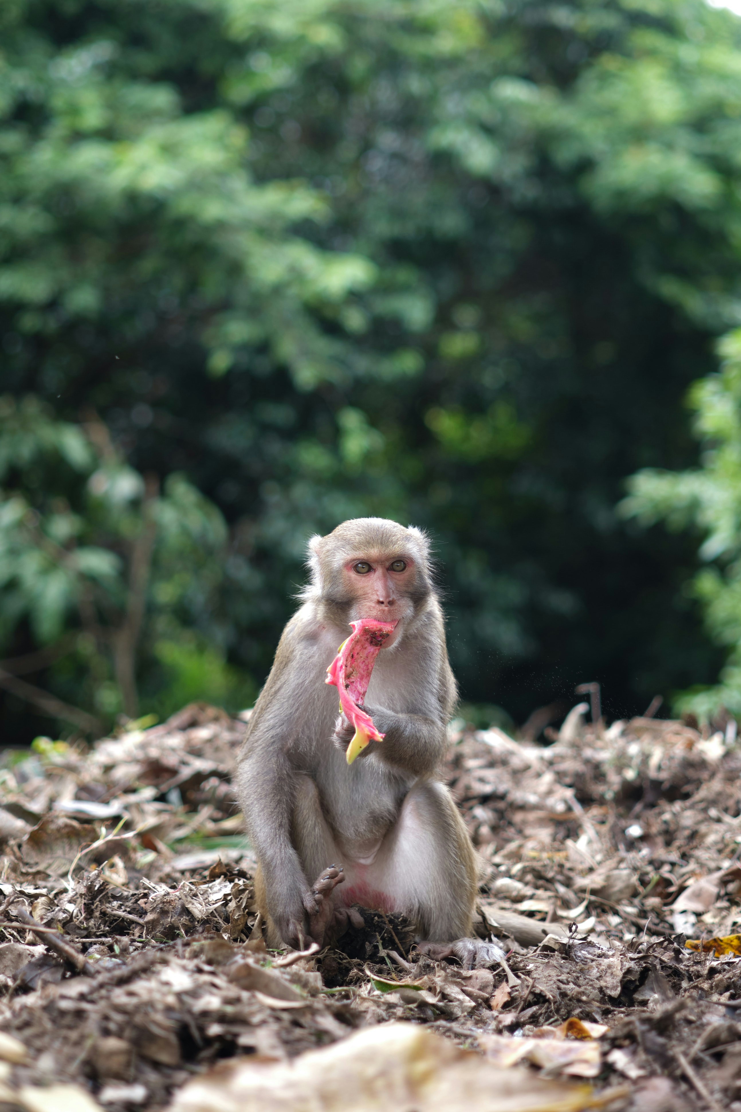 Leaf-Litter Snack: A Monkey Chews Red Meat in a Forest Clearing