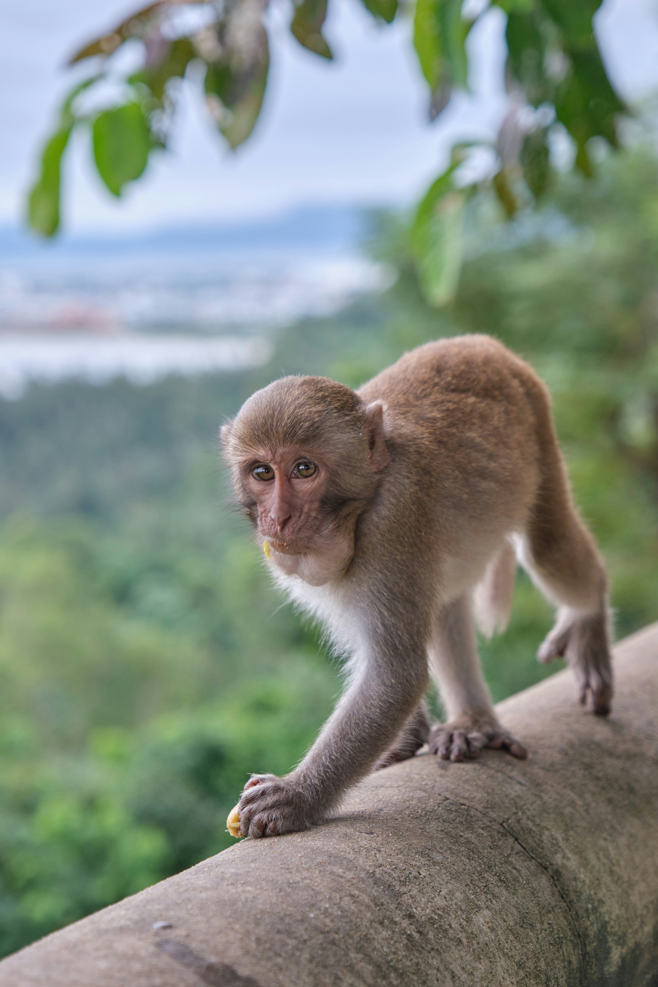 A small monkey is standing on a ledge photo – Free Monkey Image on Unsplash