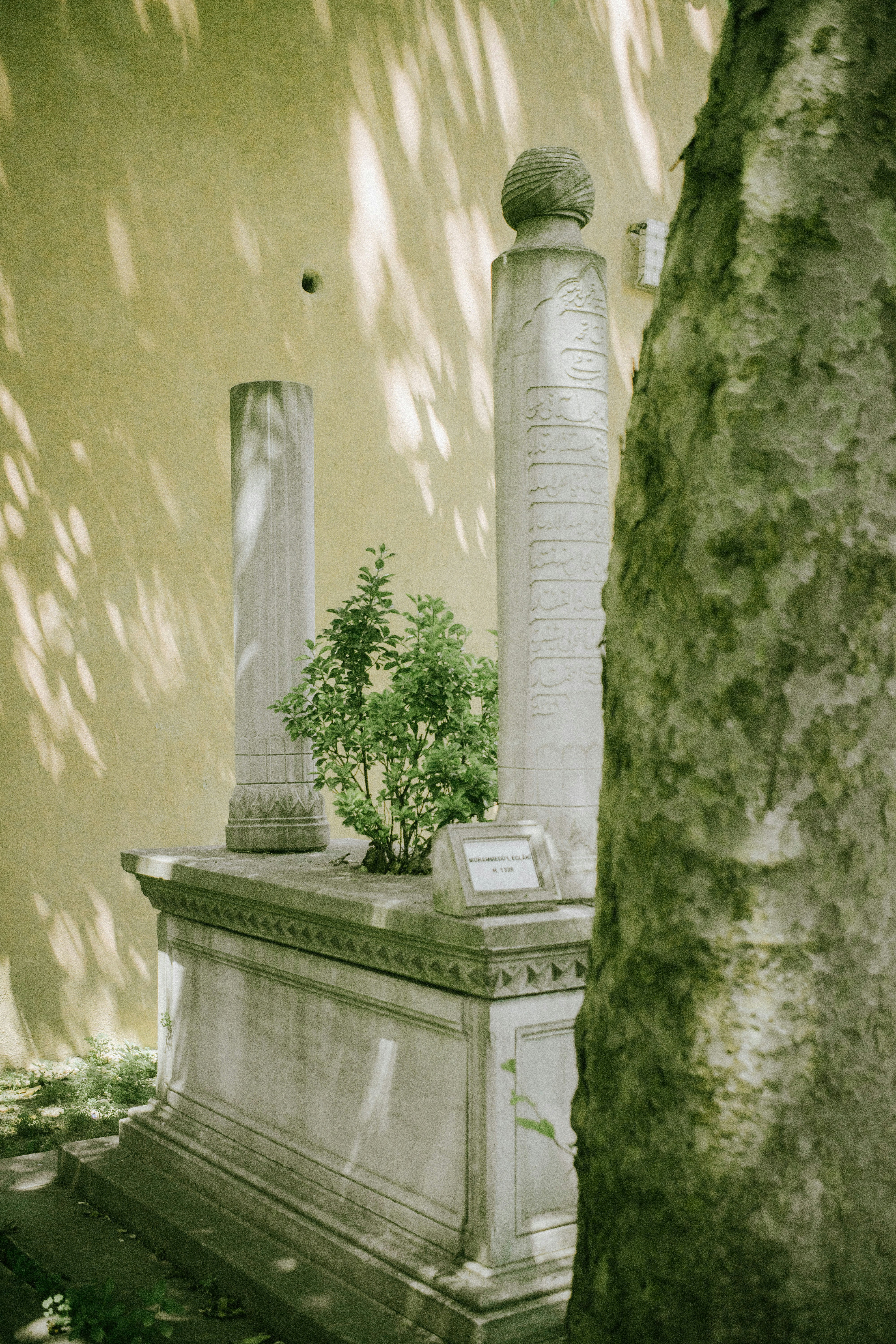 A monument with a tree in front of it photo – Free Plant Image on Unsplash