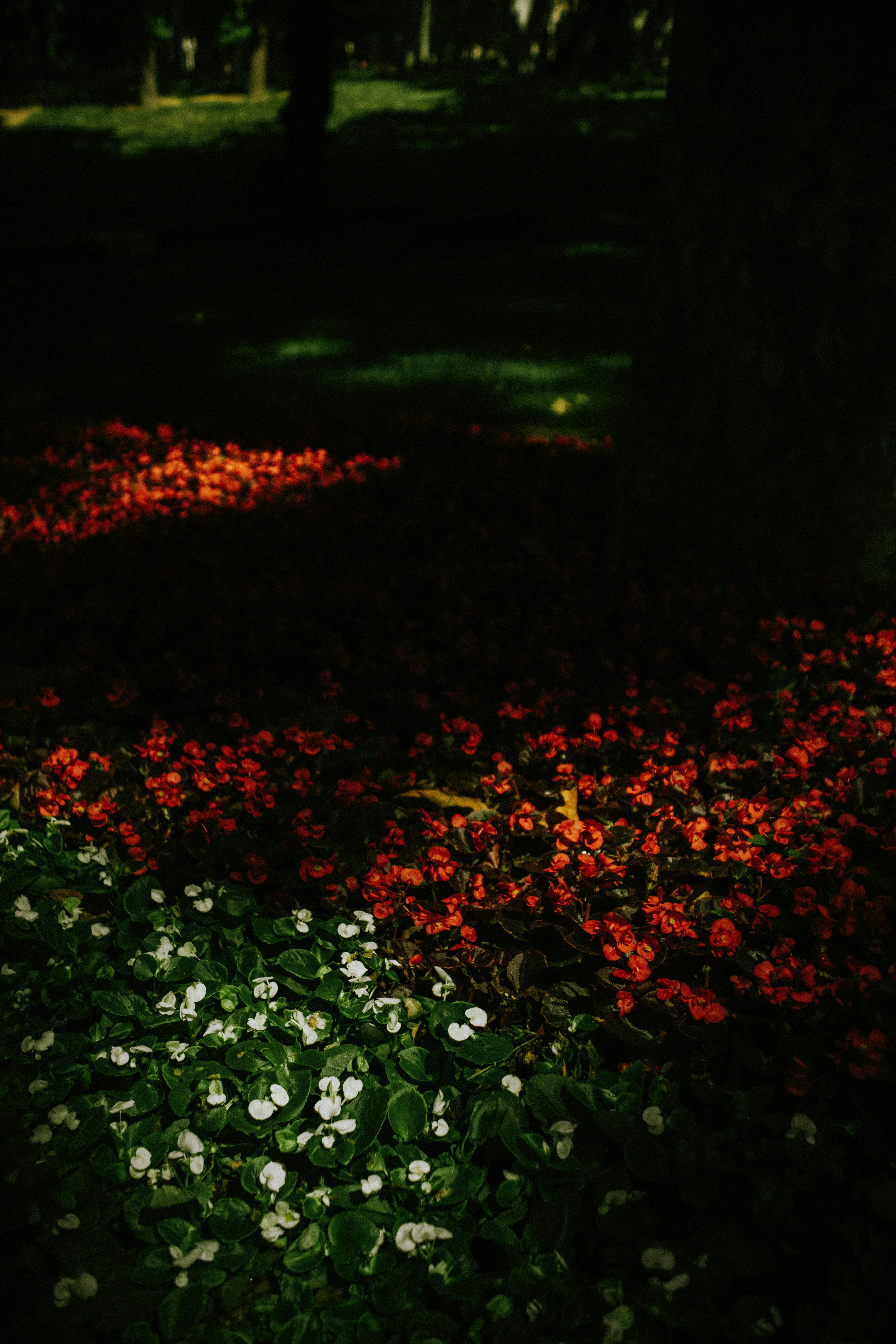 Spotlit Crimson and Pearl in a Shadowed Park