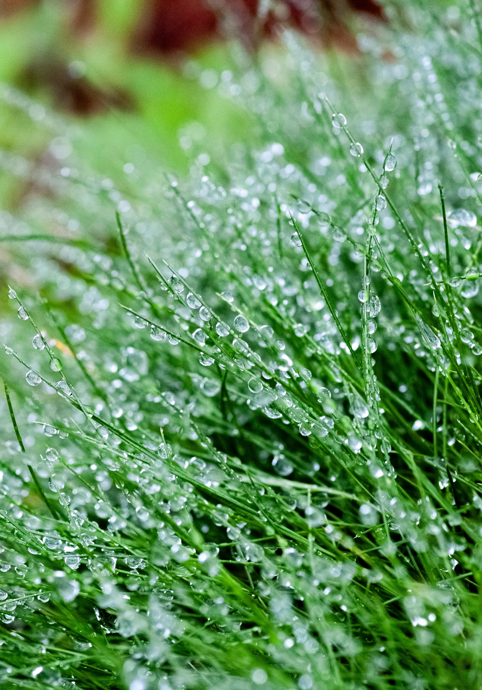 Foto Close-up rumput dengan tetesan air di atasnya – Gambar Hijau ...